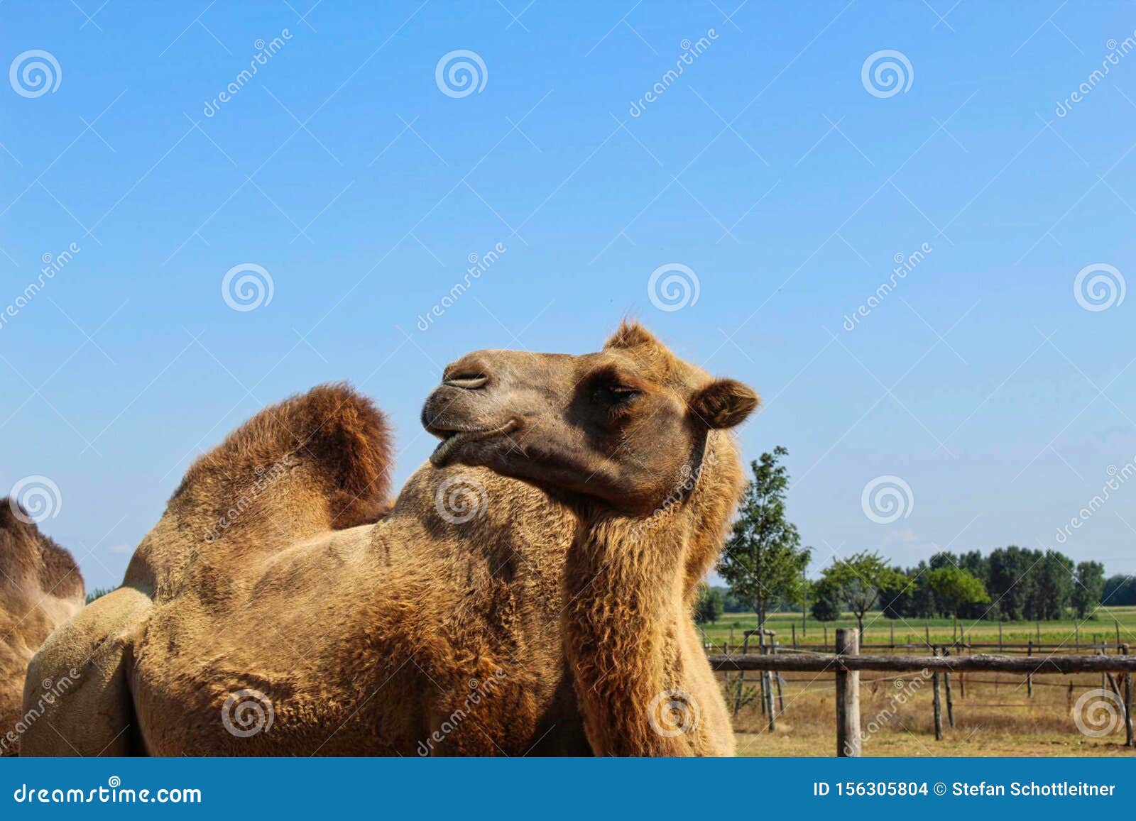 A Camel on a Farm in Summer Stock Photo - Image of face, isolated ...