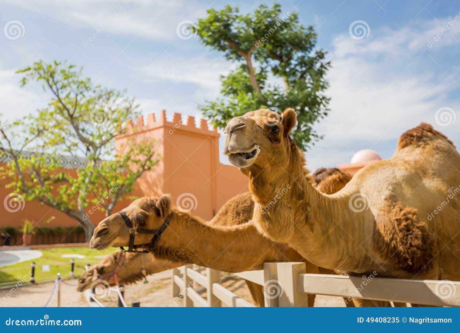 Camel stock image. Image of isolated, head, camel, desert - 49408235