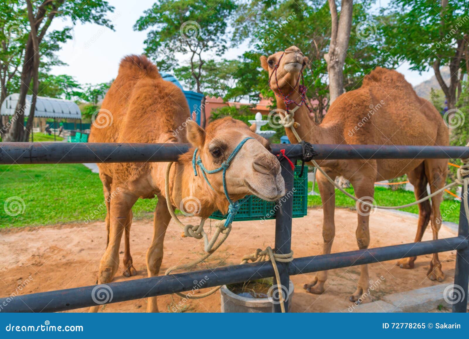 Camel in farm, Thailand stock image. Image of hand, eating - 72778265