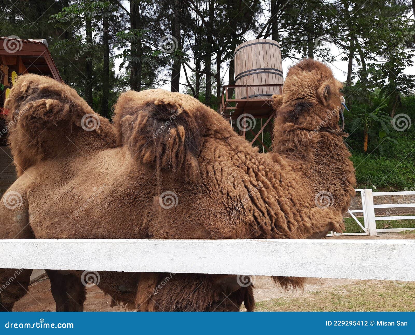 Camel on the Farm in West Java, Indonesia Stock Photo - Image of camel ...