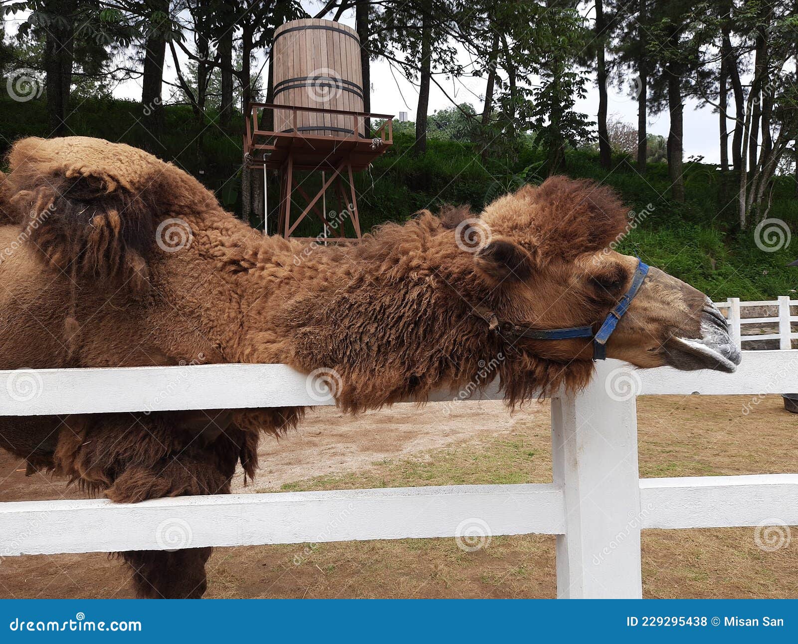 Camel on the Farm in West Java, Indonesia Stock Photo - Image of east ...