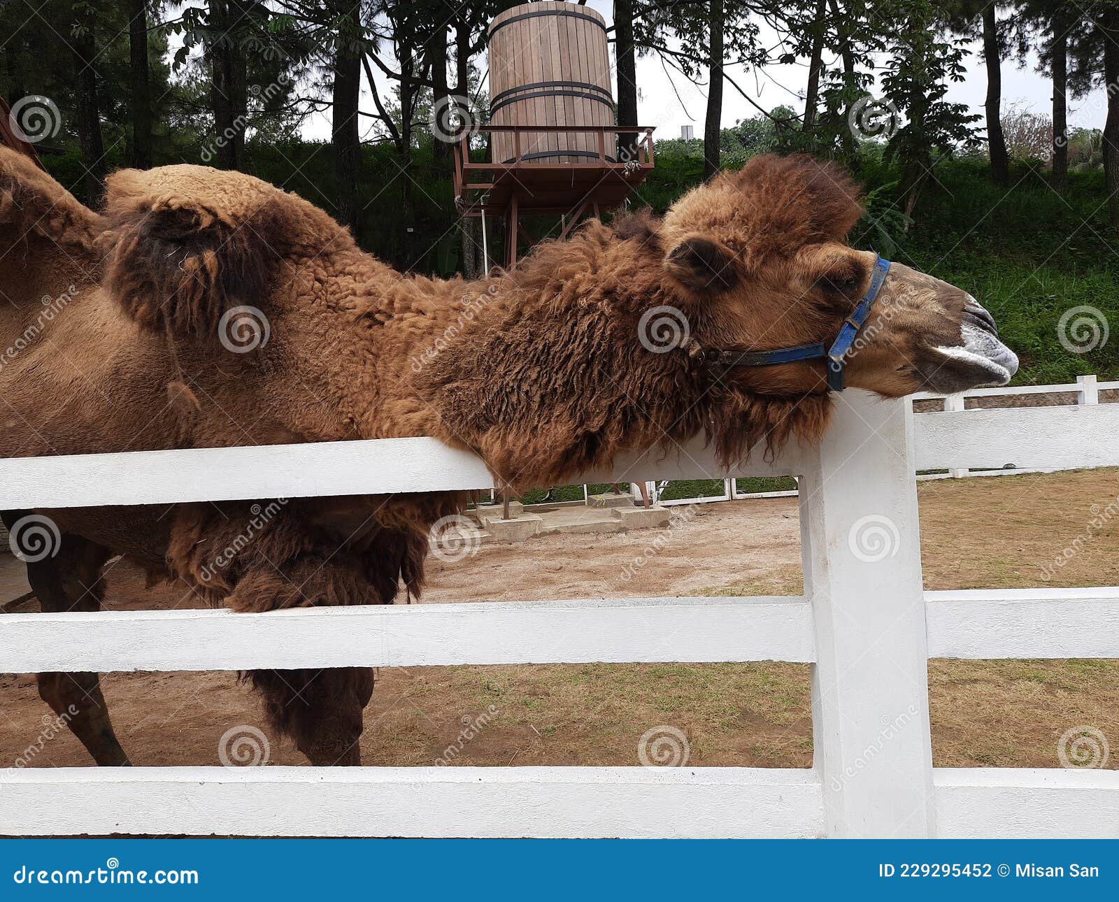 Camel on the Farm in West Java, Indonesia Stock Photo - Image of dubai ...