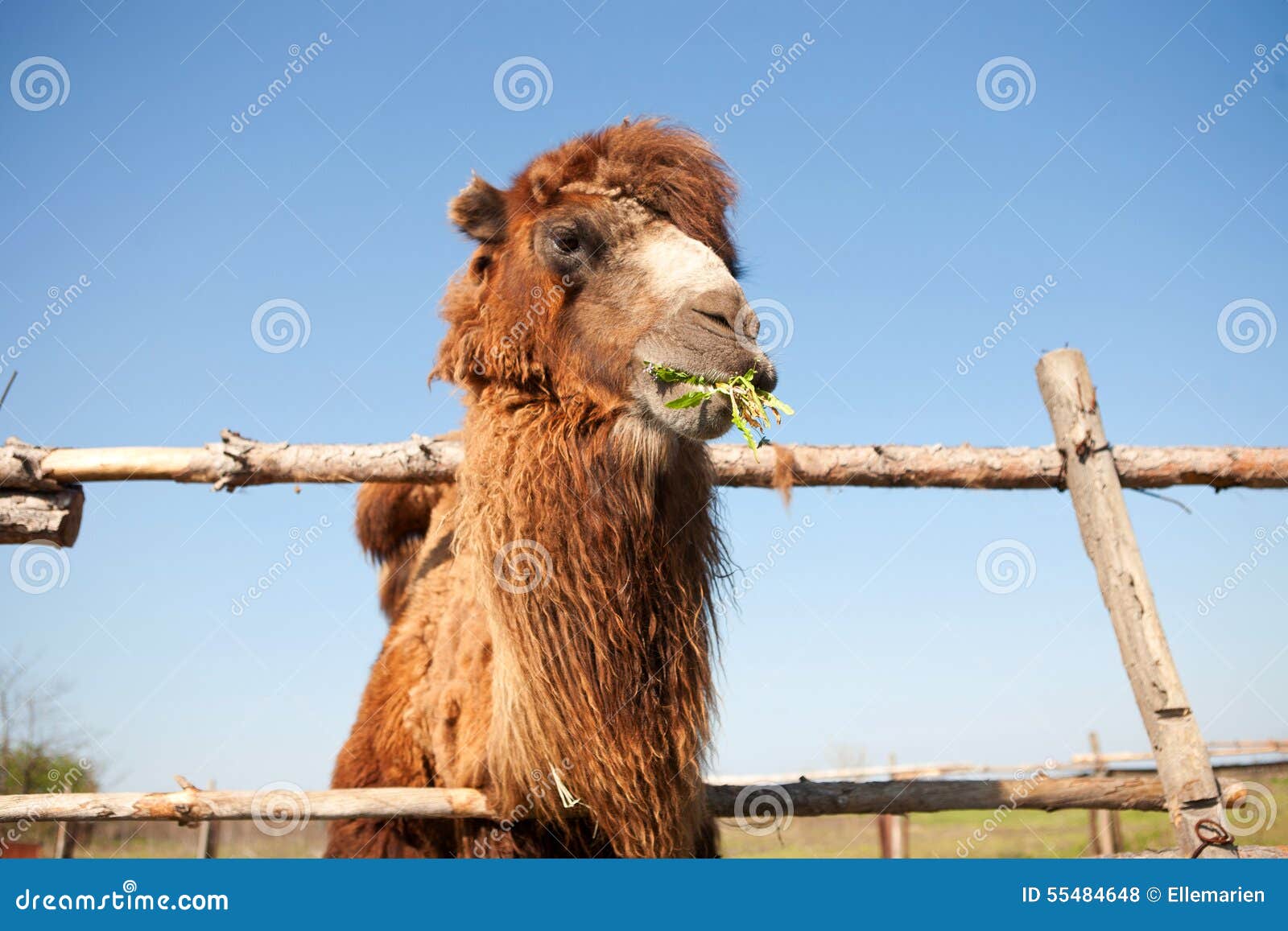 Camel on the farm stock photo. Image of sand, head, united - 55484648