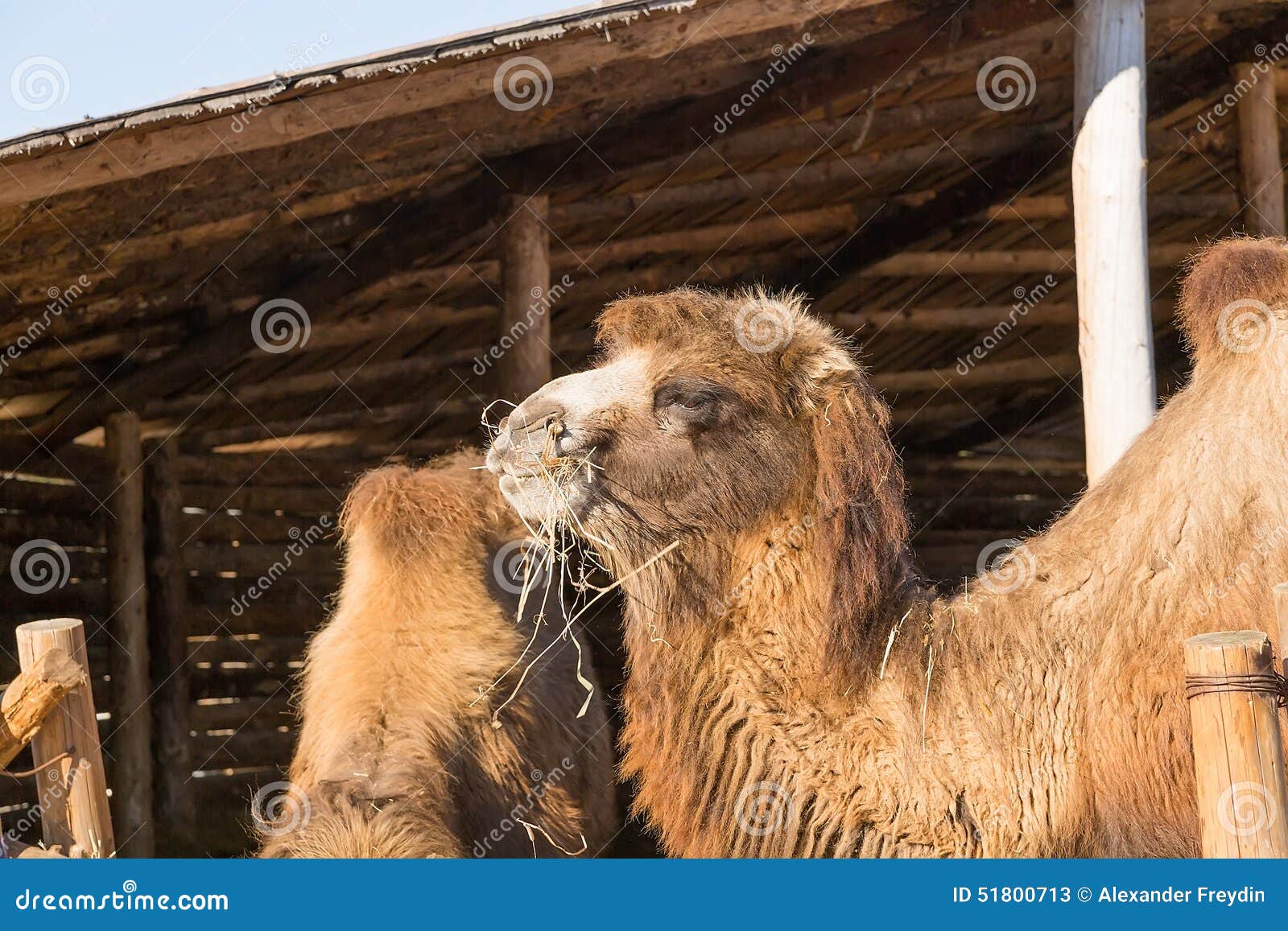 The Camel on Farmstead in the Open-air Cage Eats a Grass Stock Image ...