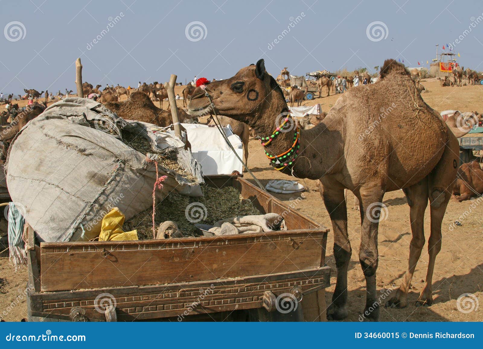 Camel feeding stock image. Image of colorful, hindu, lead - 34660015