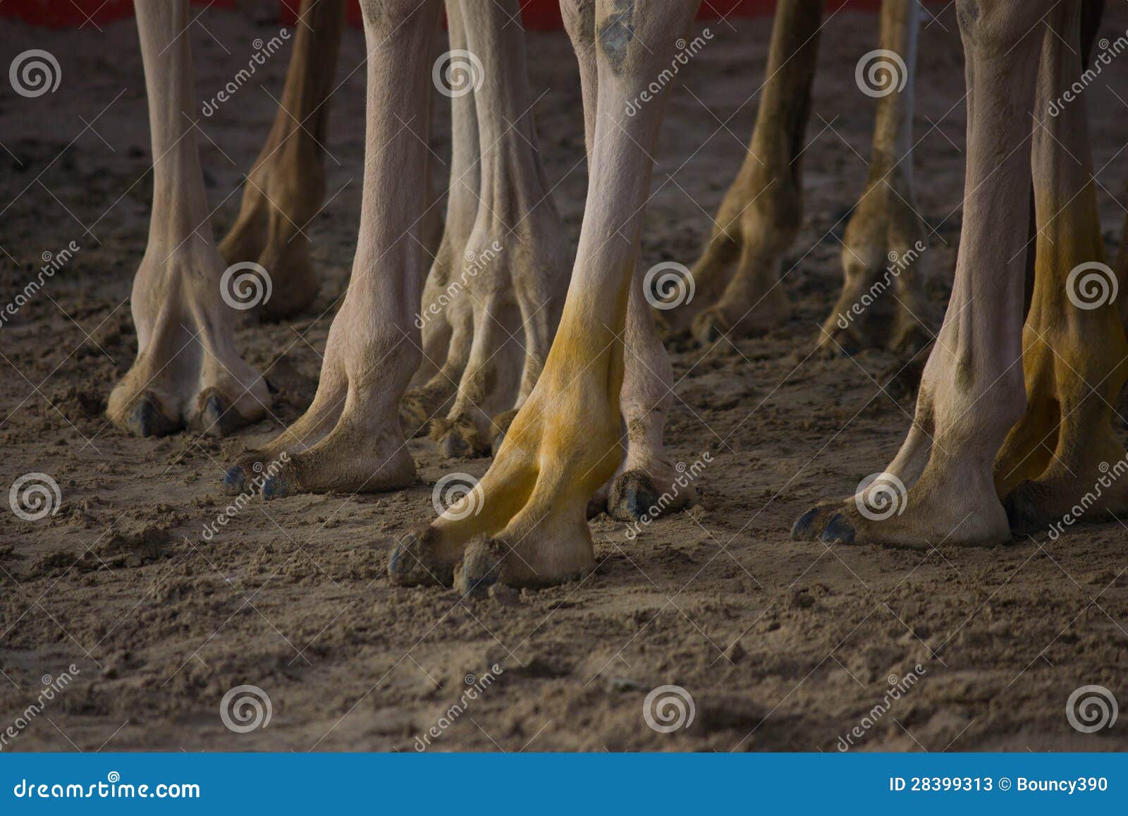 Camel Feet stock image. Image of jockeys, feet, closeup - 28399313