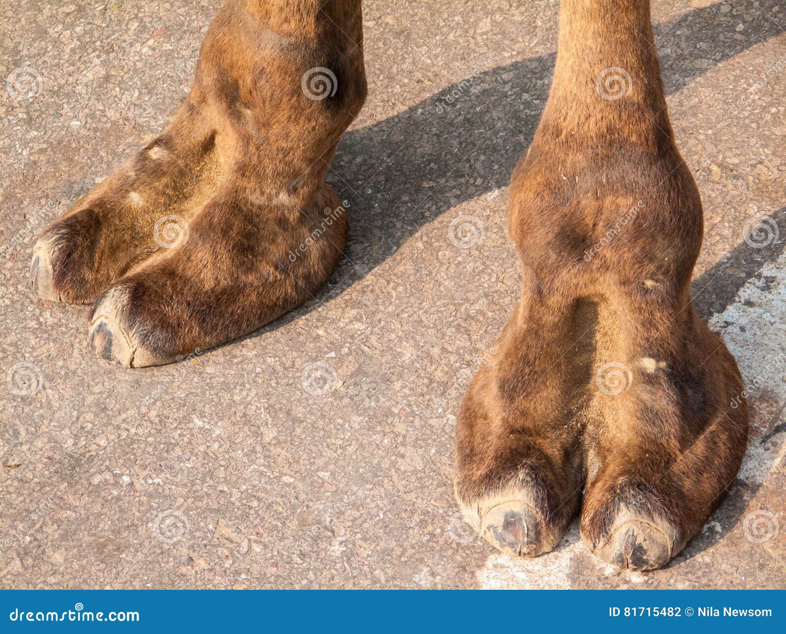 Camel Feet stock photo. Image of animal, close, closeup - 81715482