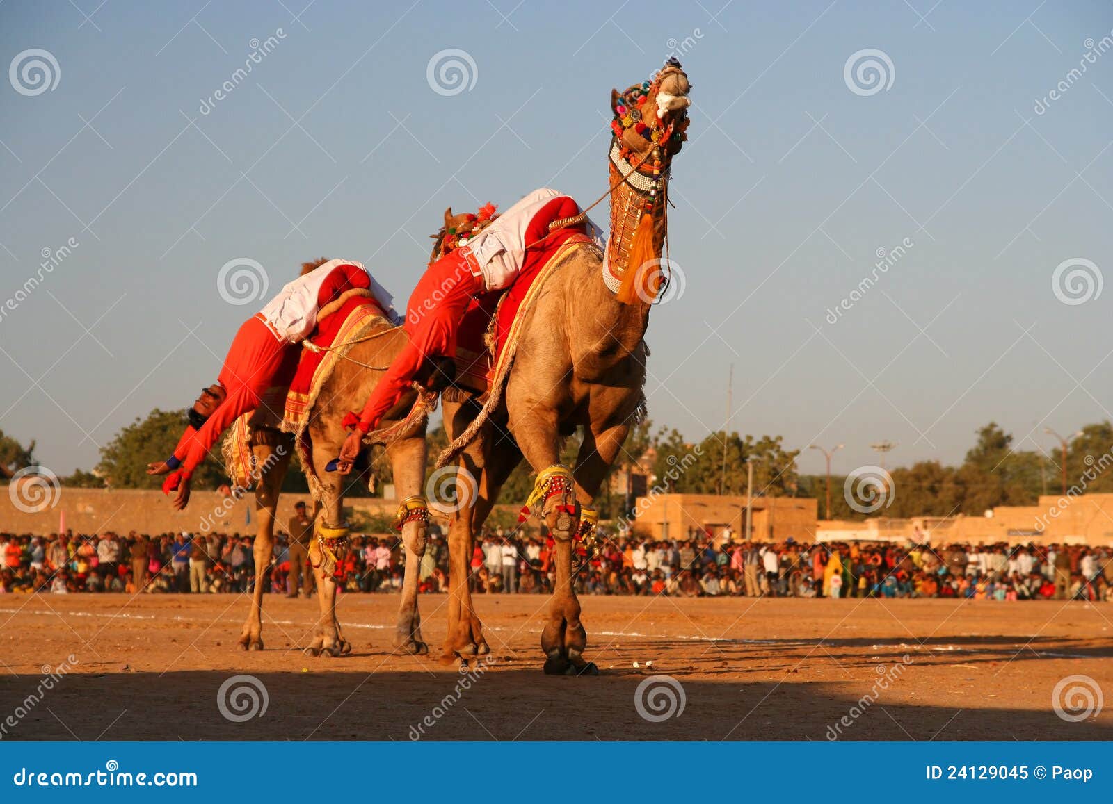 Camel festival editorial image. Image of historic, color - 24129045