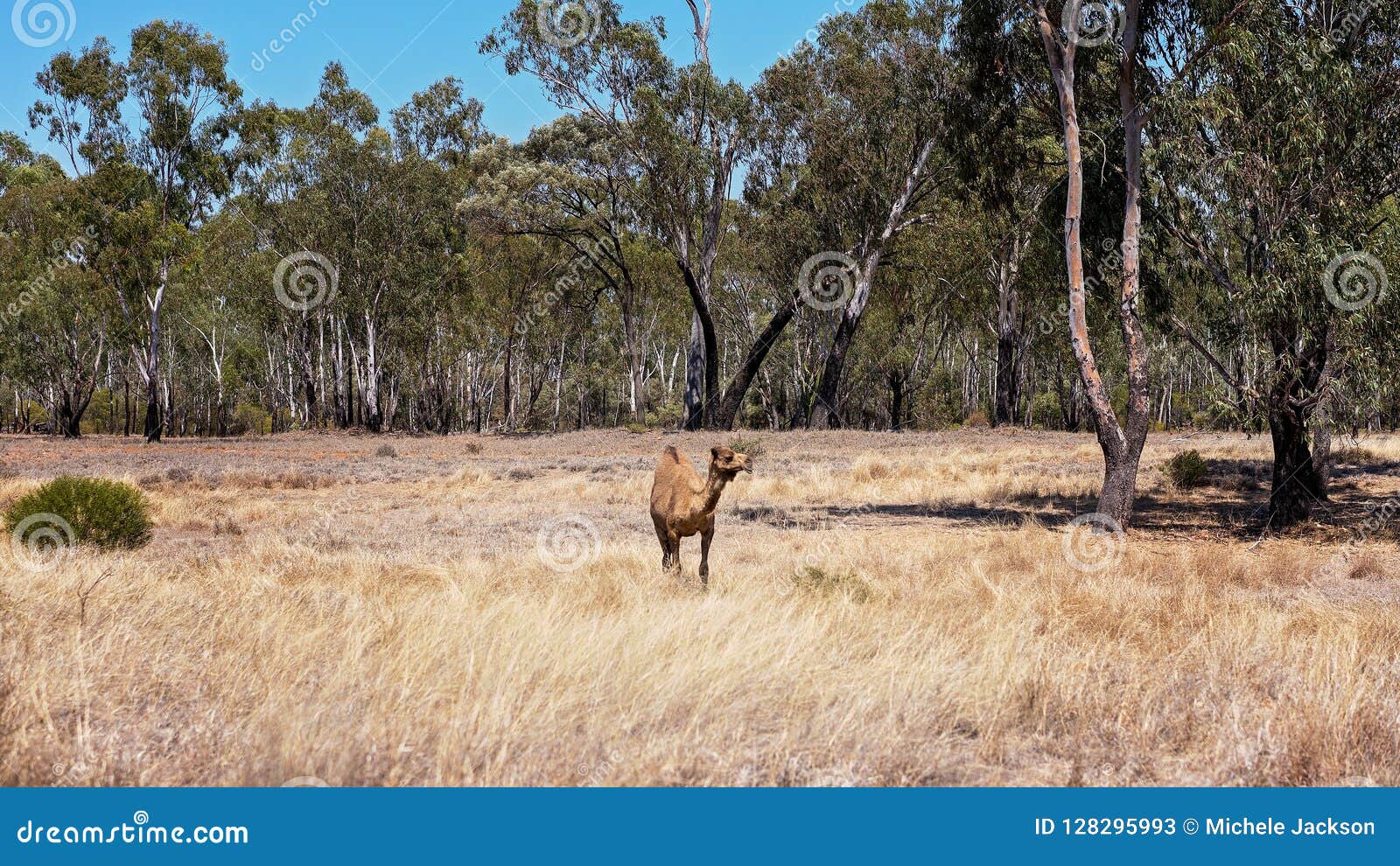 Outback Australian Camel stock image. Image of australia - 128295993
