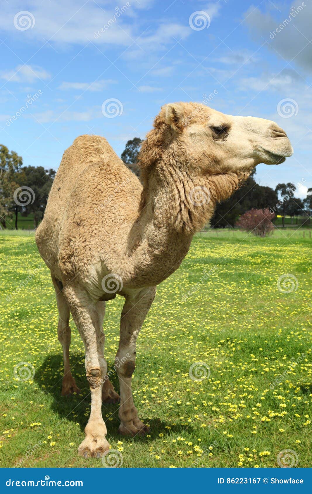 Camel in field stock image. Image of species, nature - 86223167