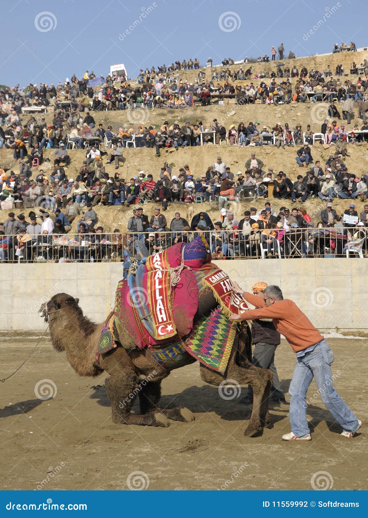 Camel fight editorial photography. Image of viewer, wrestling - 11559992
