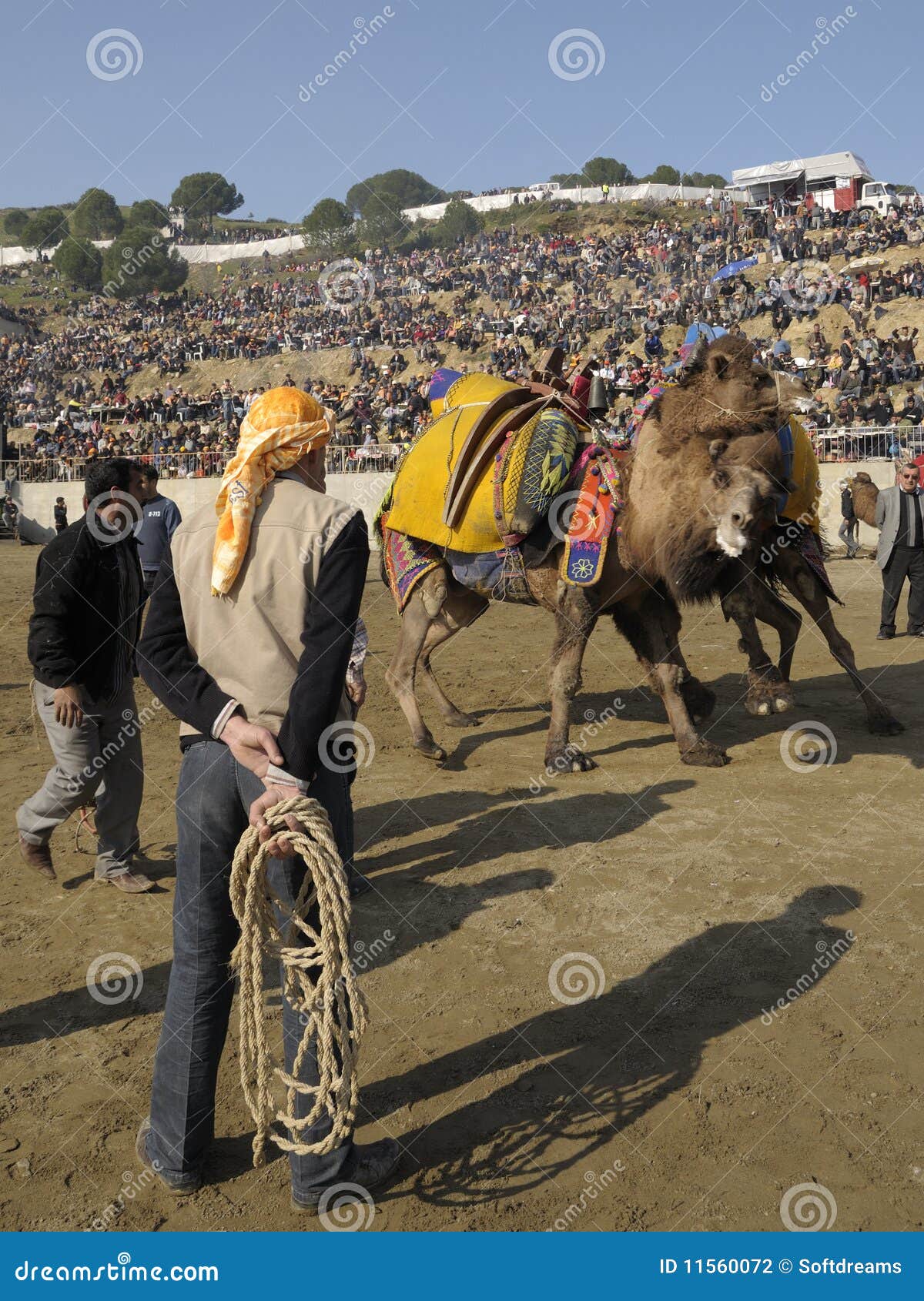 Camel fight editorial photography. Image of animal, rope - 11560072