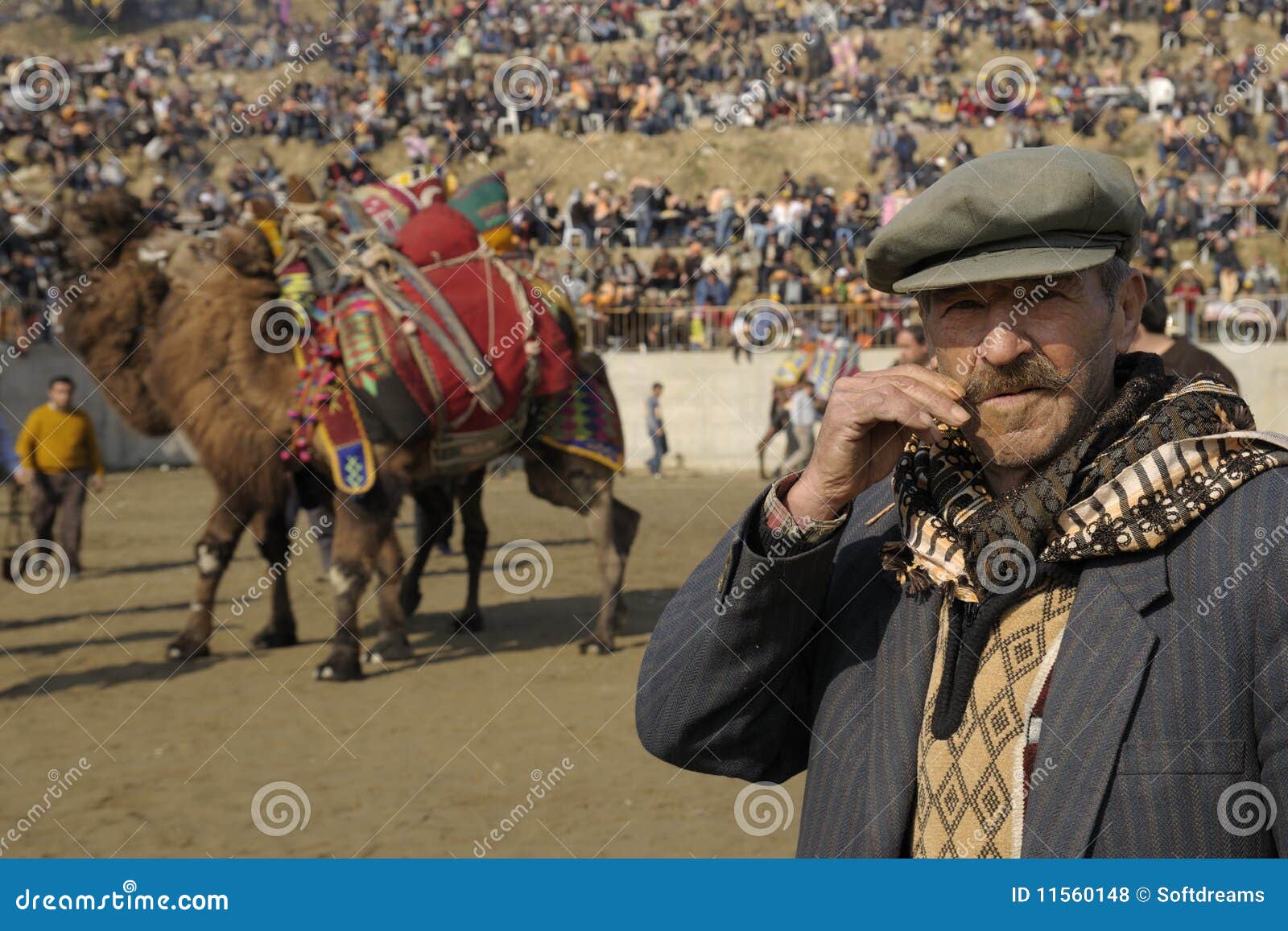 Camel fight editorial stock photo. Image of viewer, culture - 11560148