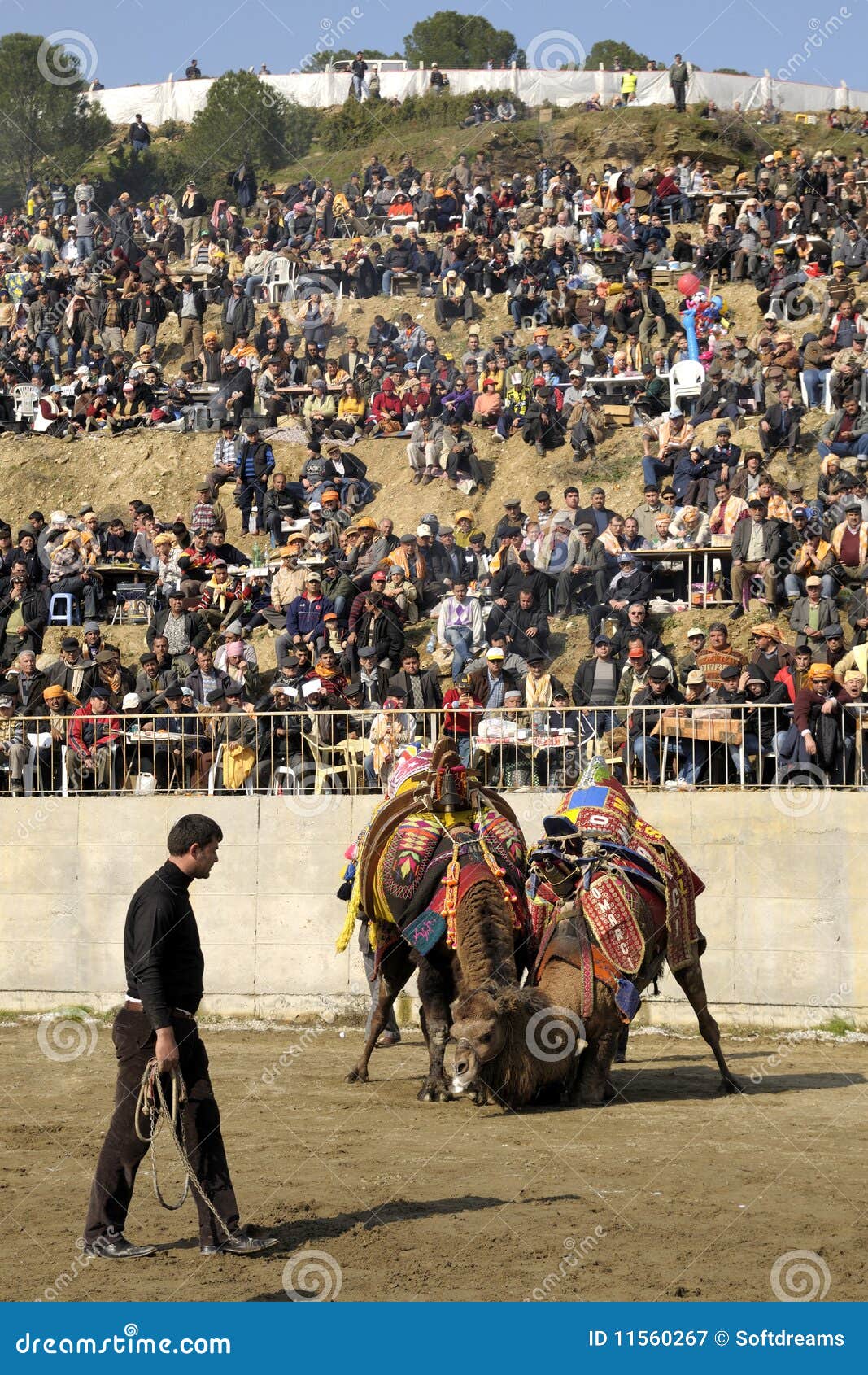 Camel fight editorial photography. Image of traditional - 11560267