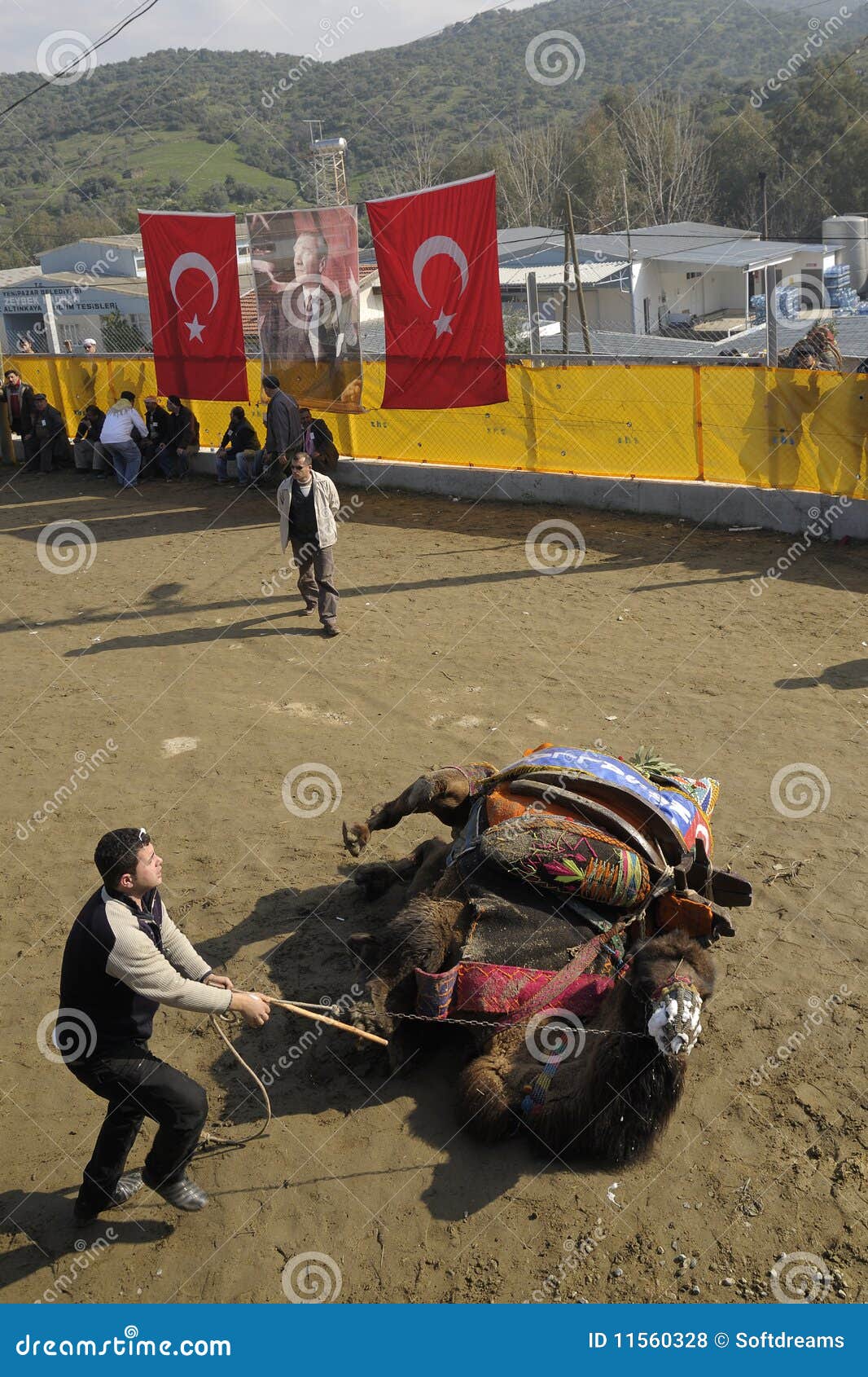 Camel fight editorial stock photo. Image of rights, right - 11560328