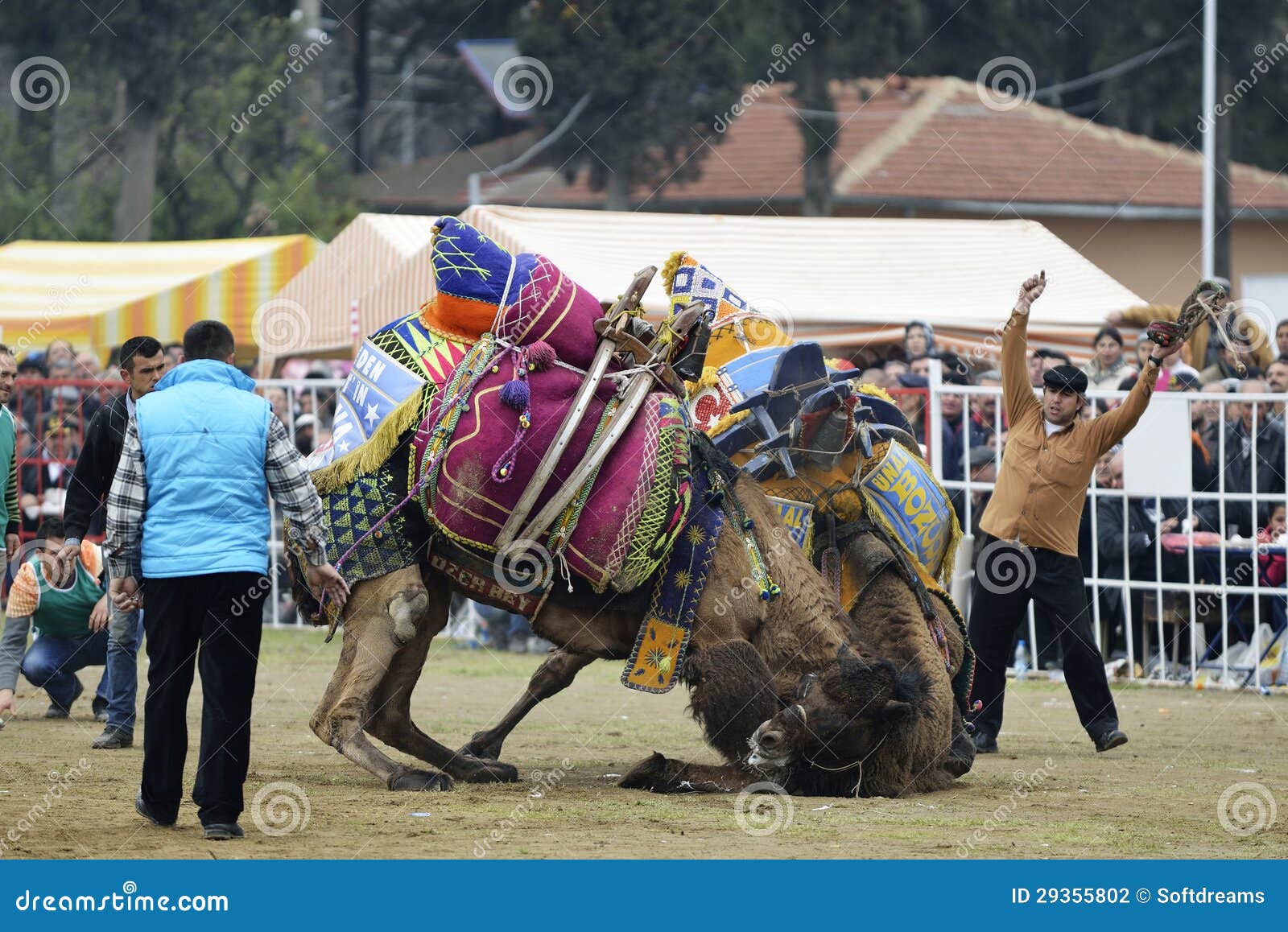 Camel fight editorial photography. Image of aegean, mammalian - 29355802