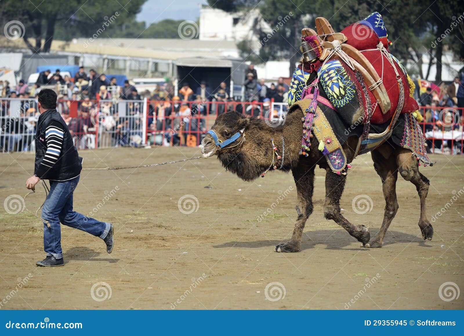 Camel fight editorial image. Image of event, winner, right - 29355945
