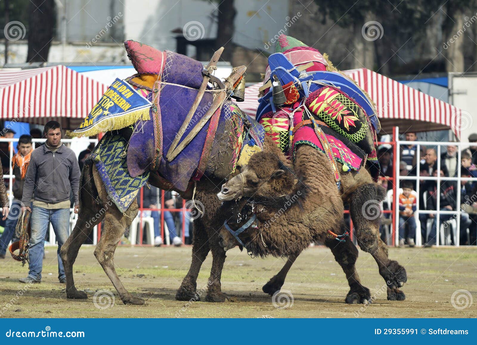 Camel fight editorial photo. Image of aegean, traditional - 29355991