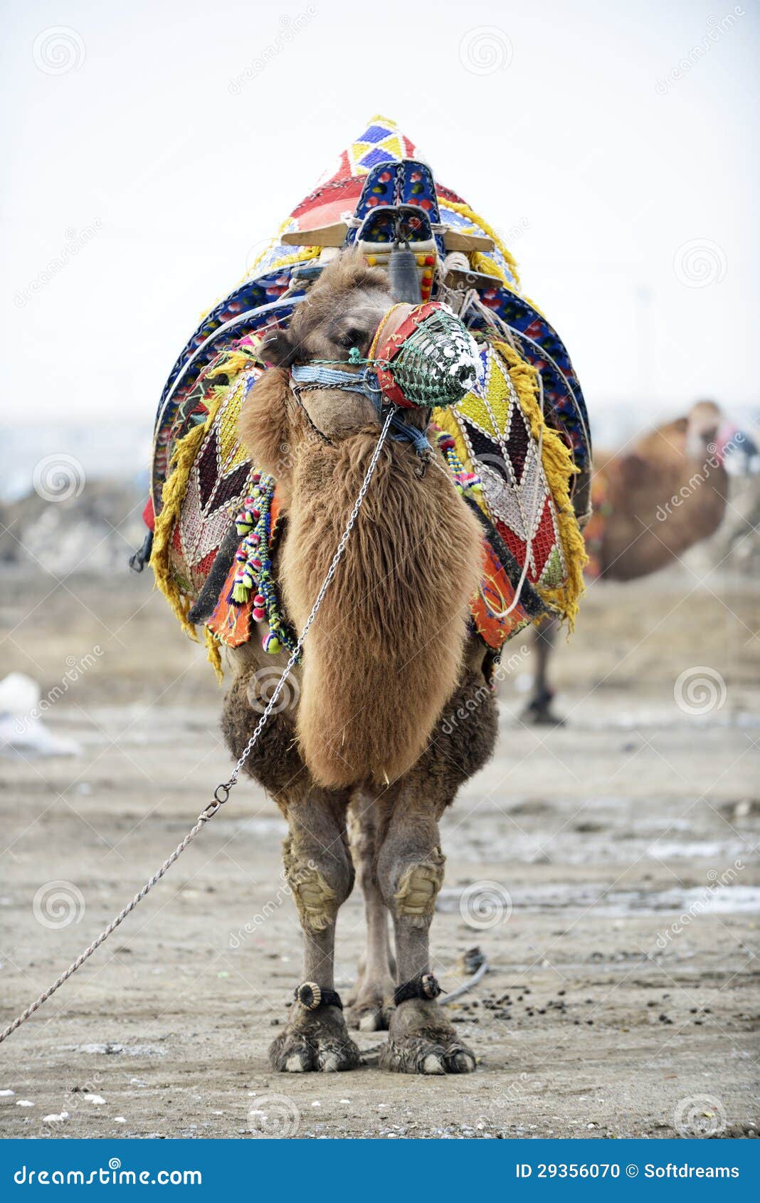 Camel fight editorial image. Image of camel, success - 29356070