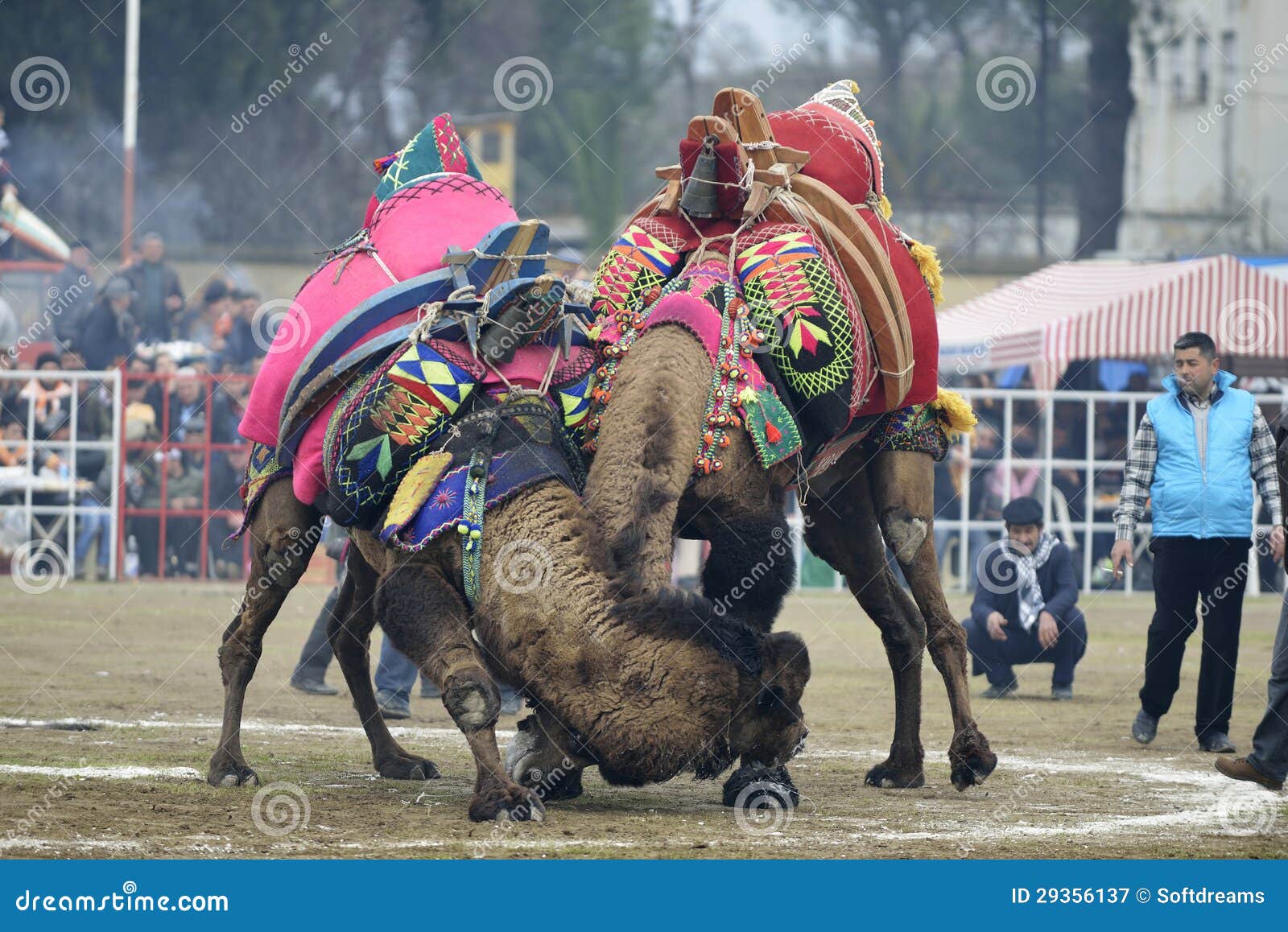 Camel fight editorial photography. Image of camel, turkey - 29356137
