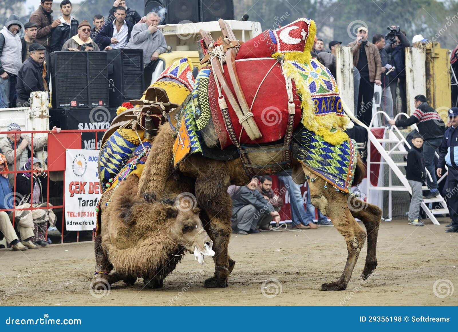 Camel fight editorial stock photo. Image of strong, camel - 29356198