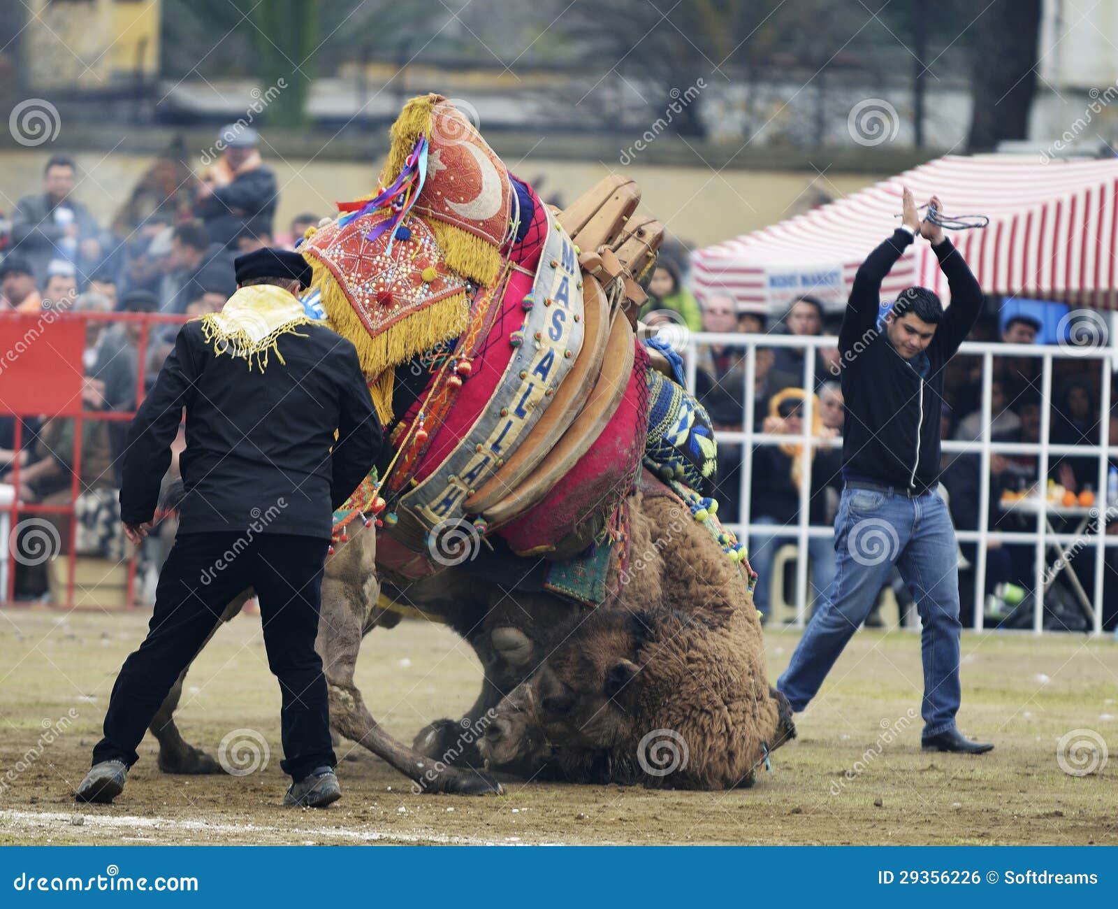 Camel fight editorial photo. Image of success, fight - 29356226