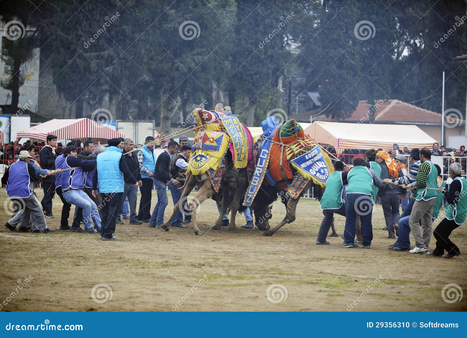 Camel fight editorial image. Image of mediterranean, rights - 29356310