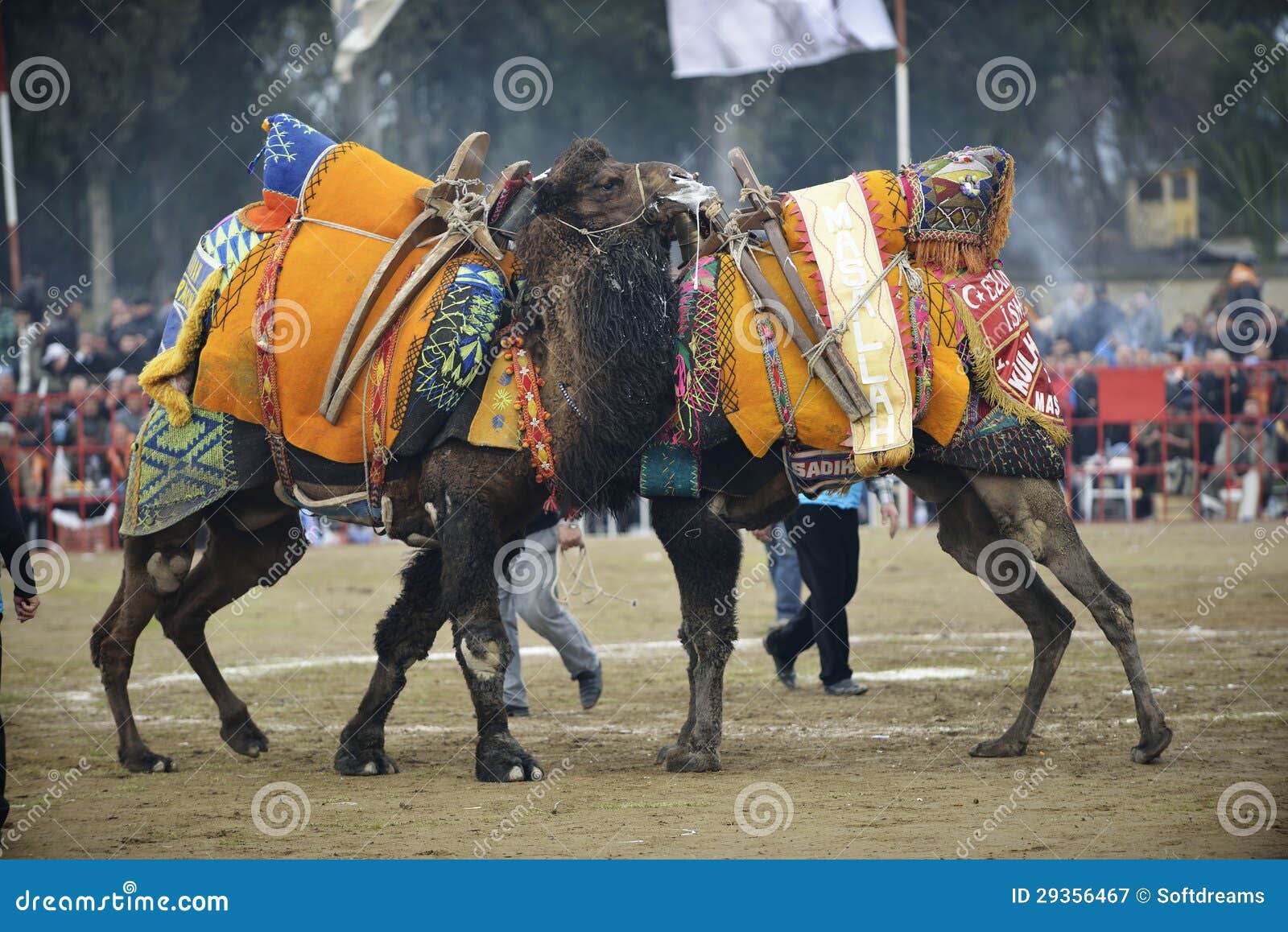 Camel fight editorial photography. Image of human, conventional - 29356467