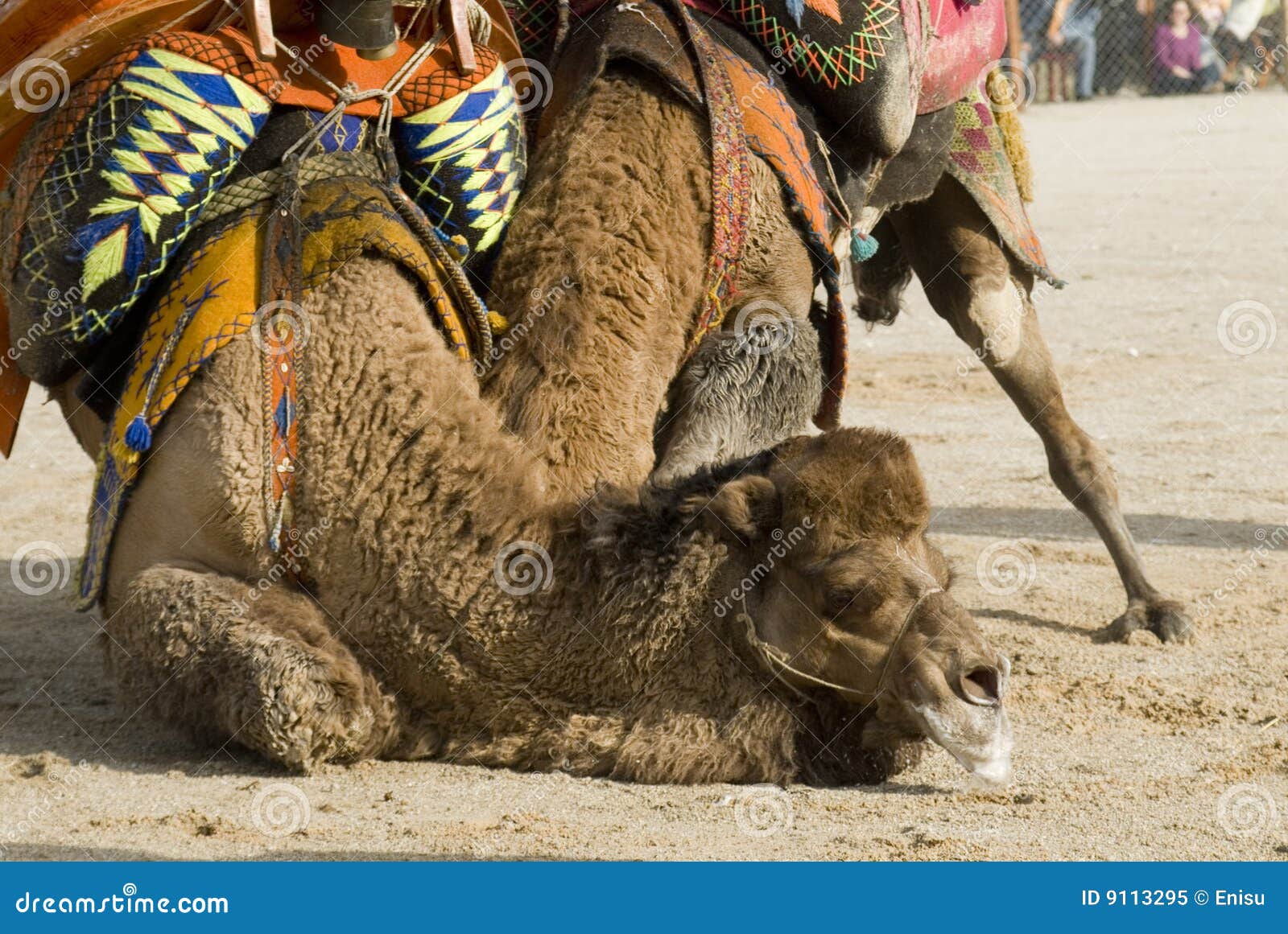 Camel fight stock image. Image of event, turkey, culture - 9113295
