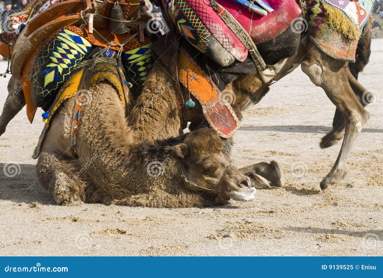 Camel fight stock image. Image of right, traditional, conventional ...