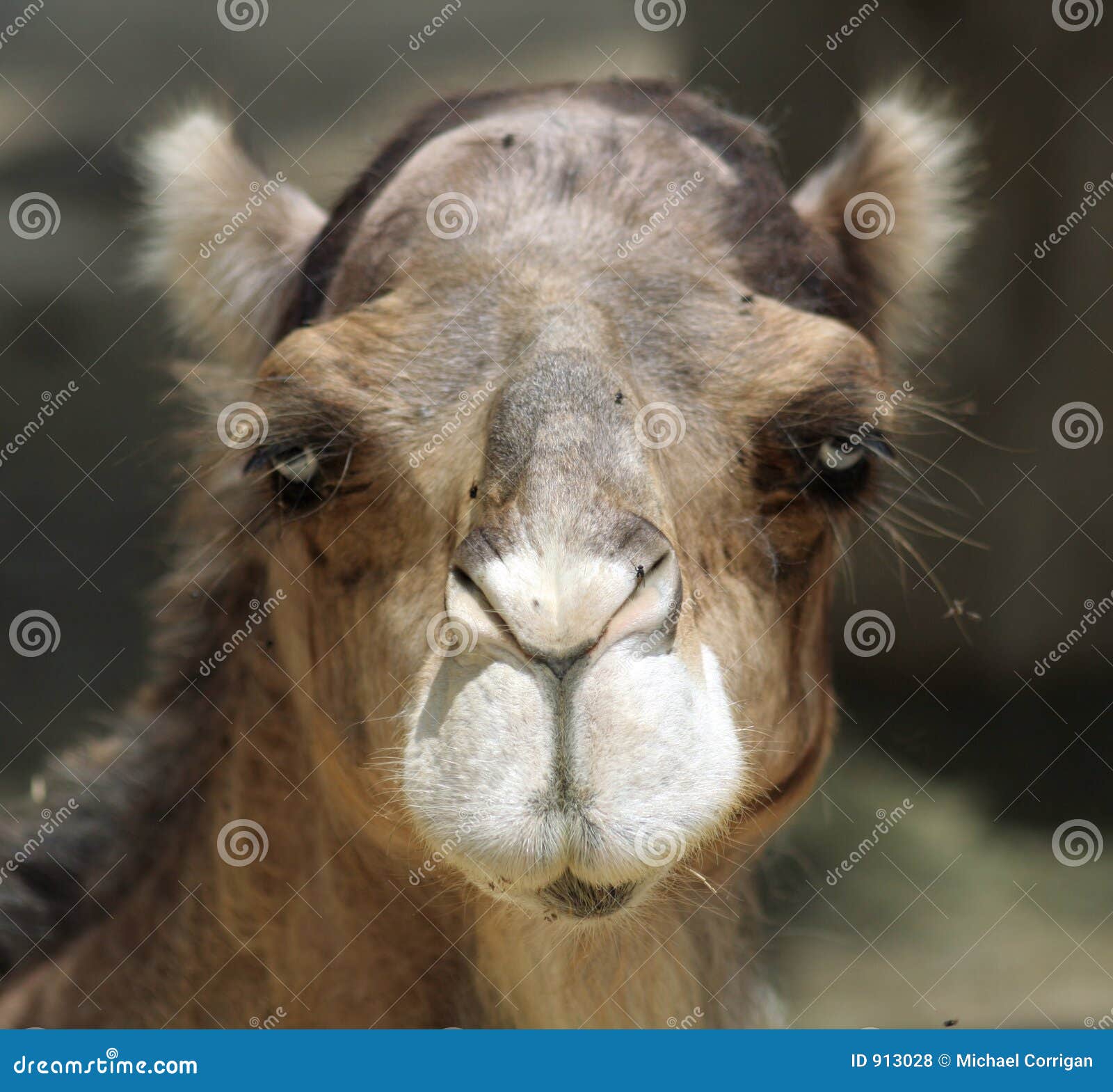 Camel Fights The Flies Picture. Image: 913028