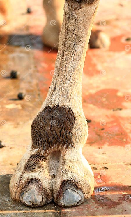 Camel foot stock photo. Image of wild, colored, animal - 21729050