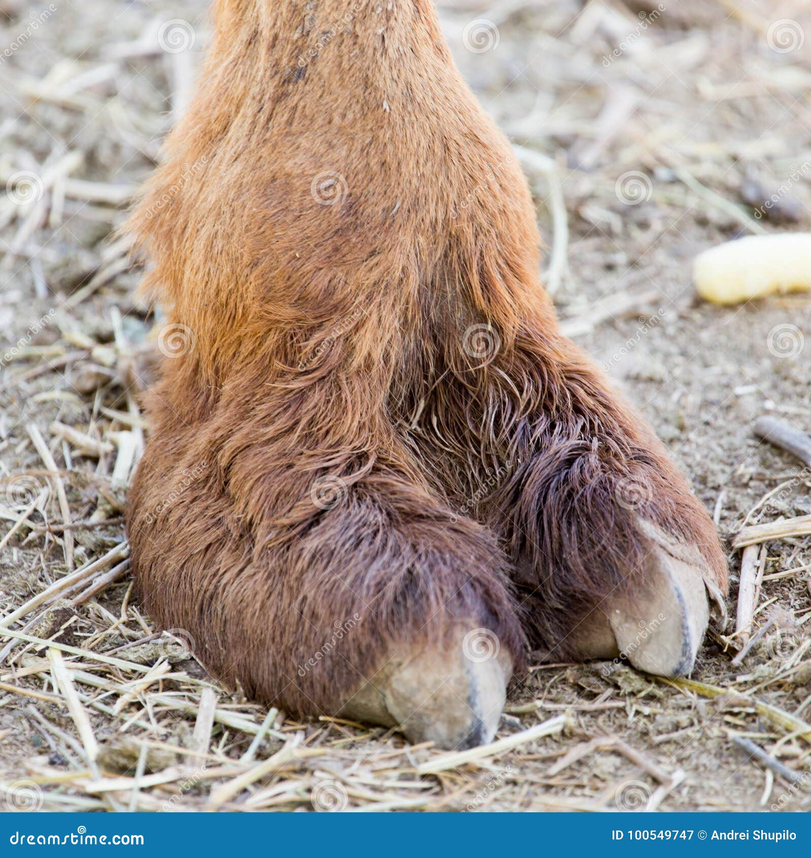 Camel foot . stock image. Image of foot, arabic, african - 100549747