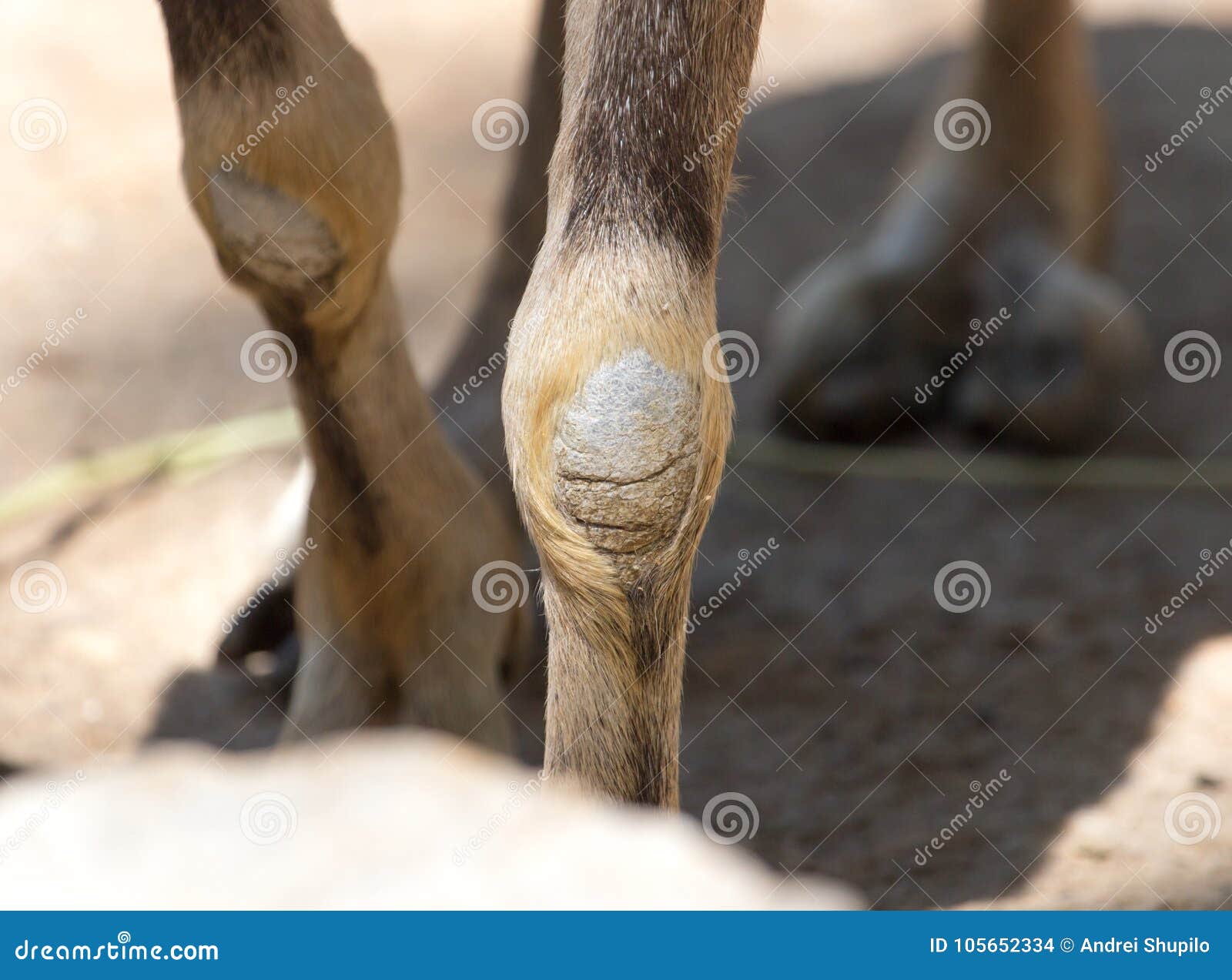 Camel foot stock photo. Image of feet, wild, mammal - 105652334