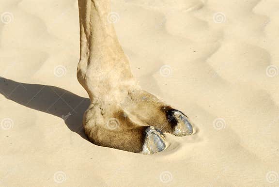 Closeup of Camel Foot on the Sand, Camel’s Toes, the Large Cushioning ...