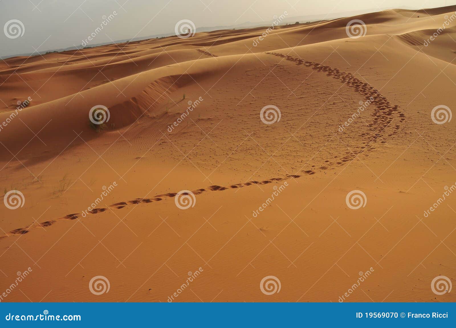 Camel Footprint on the Dunes in the Desert Editorial Image - Image of ...