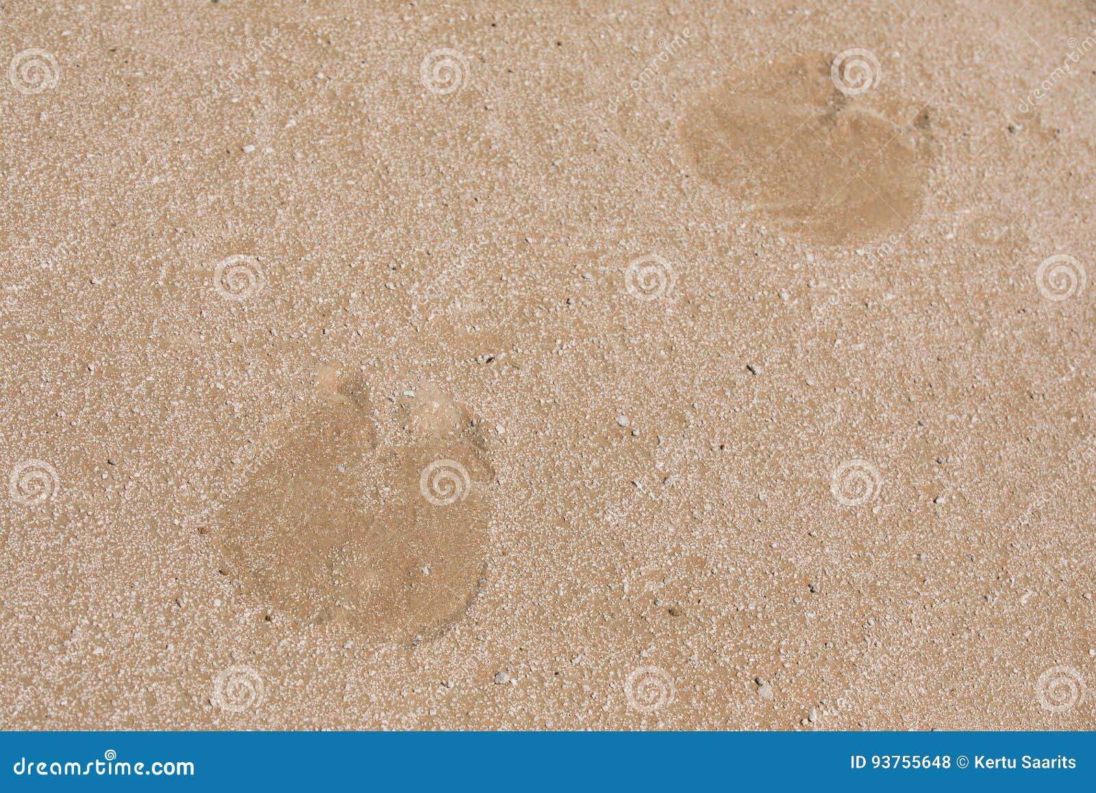 Camel Footprints in the Sand. Stock Photo - Image of arabic, explore ...