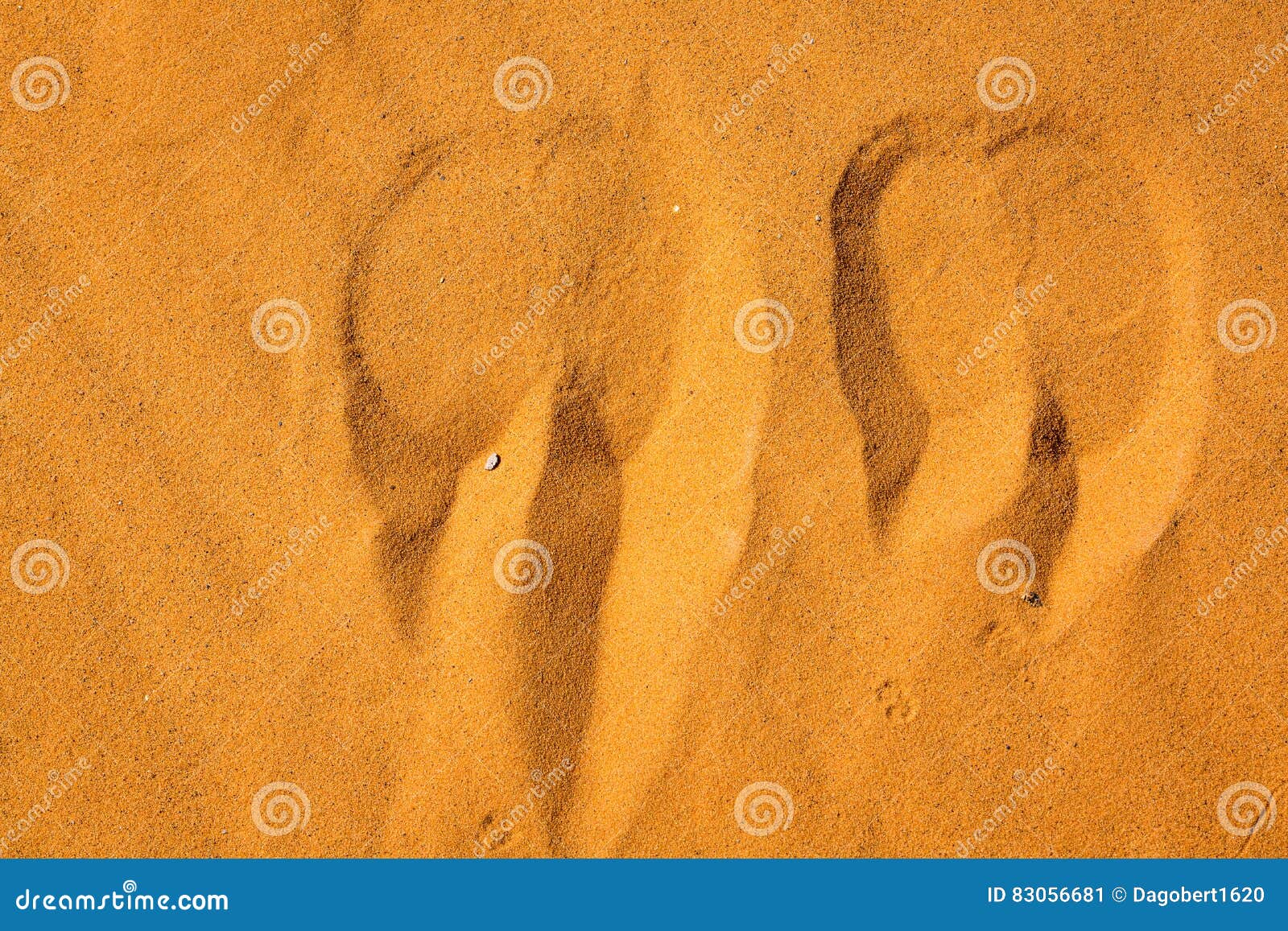 Camel Footprints In The Sand Sahara Desert Stock Image | CartoonDealer ...