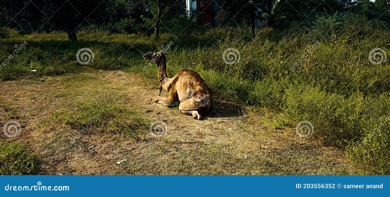 Camel and forest stock photo. Image of tree, jungle - 203556352