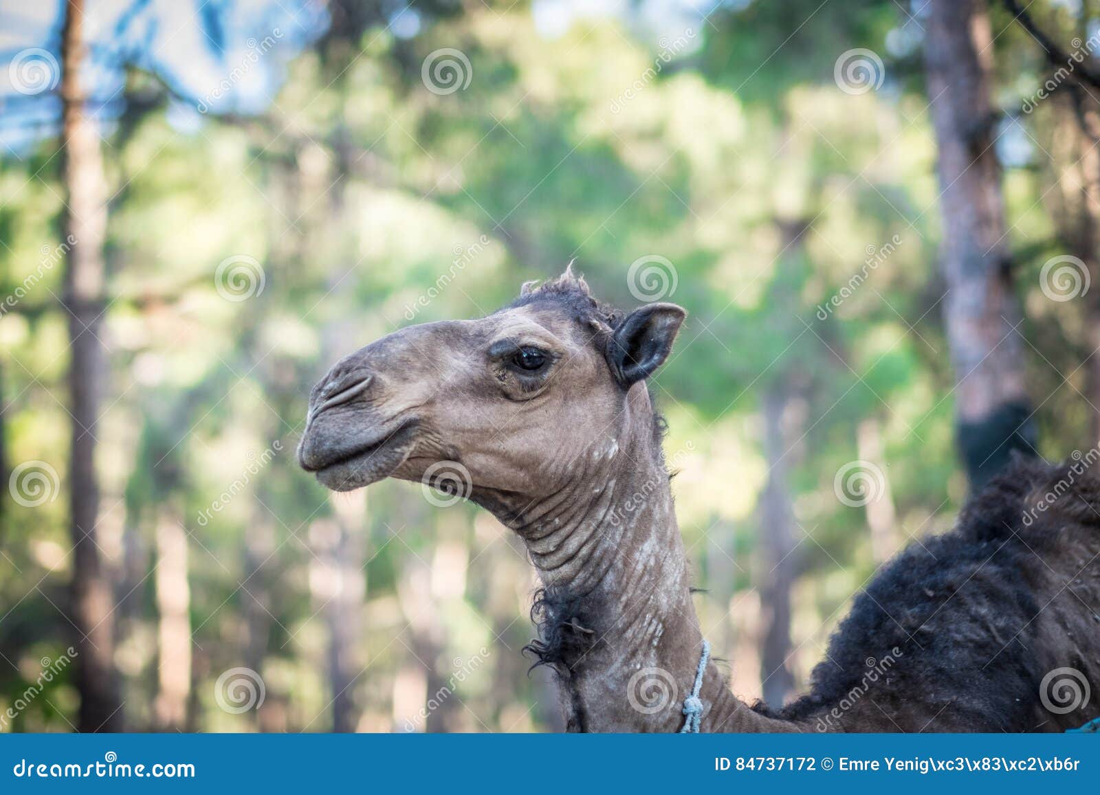 Camel stock photo. Image of trees, smile, brown, forest - 84737172