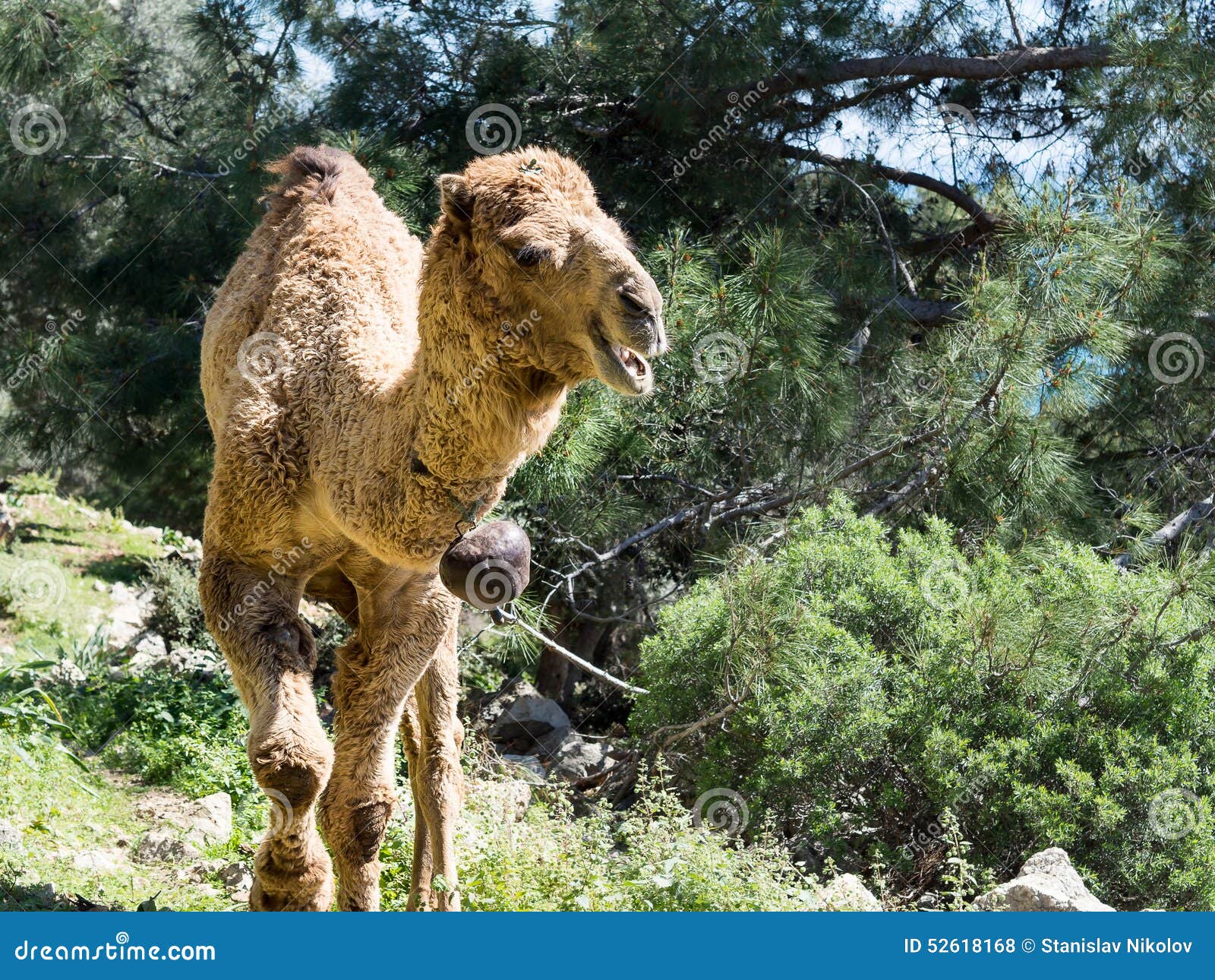 Camel in the forest stock photo. Image of turkey, animal - 52618168