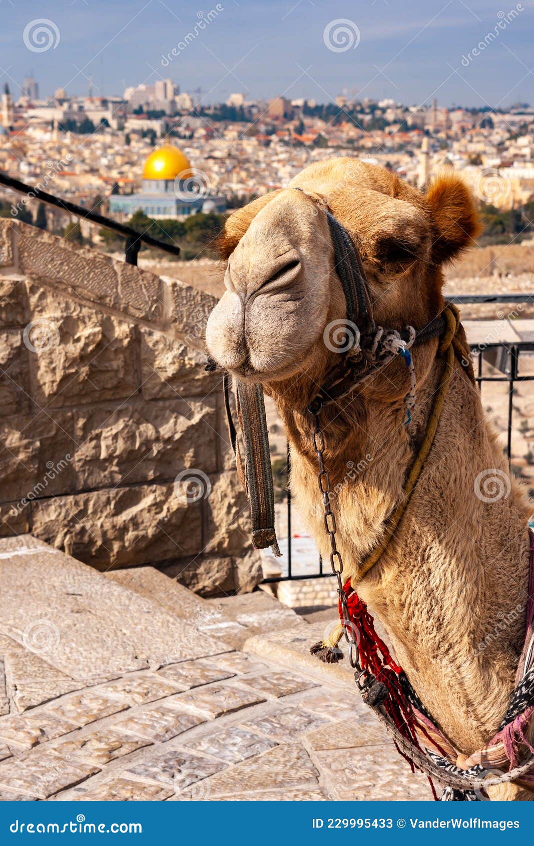 Camel in Front of the Dome of Rock in Jerusalem. Israel Stock Image ...