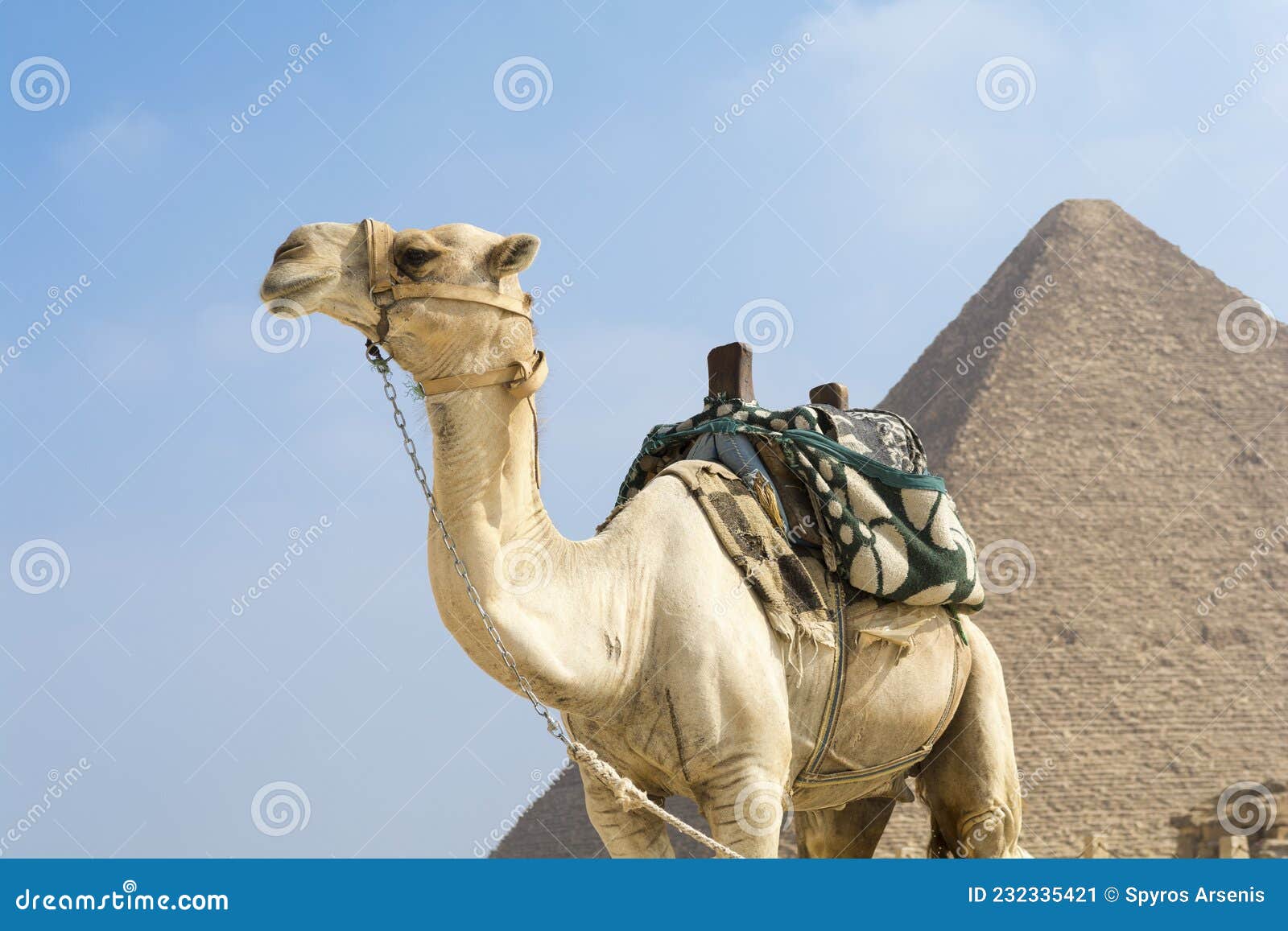 Camel Front of the Great Pyramid in Giza Pyramid Complex, Egypt Stock ...