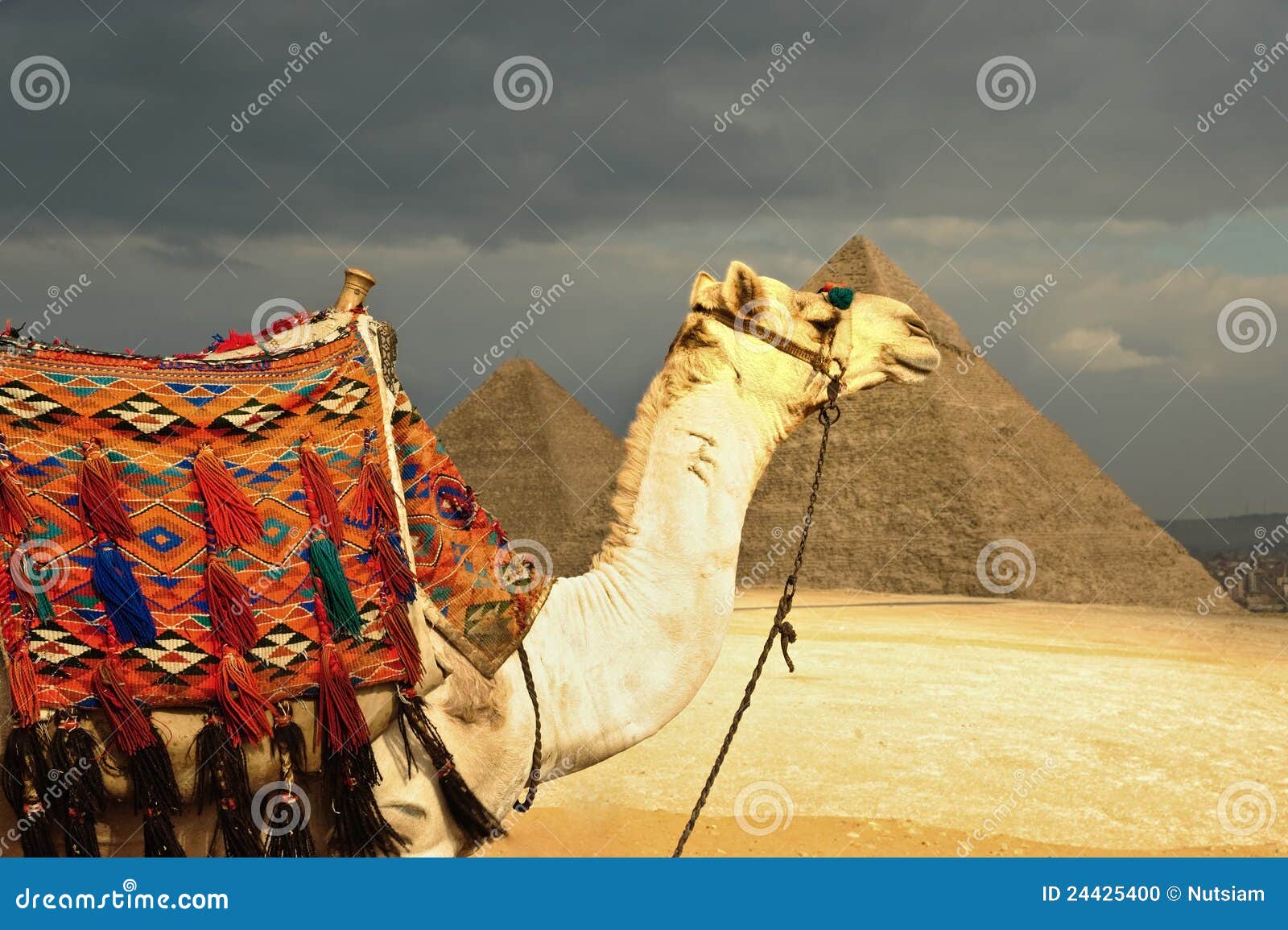 Camel Front View, At Camel Farm, Ride In Desert At Eilat, Southern ...