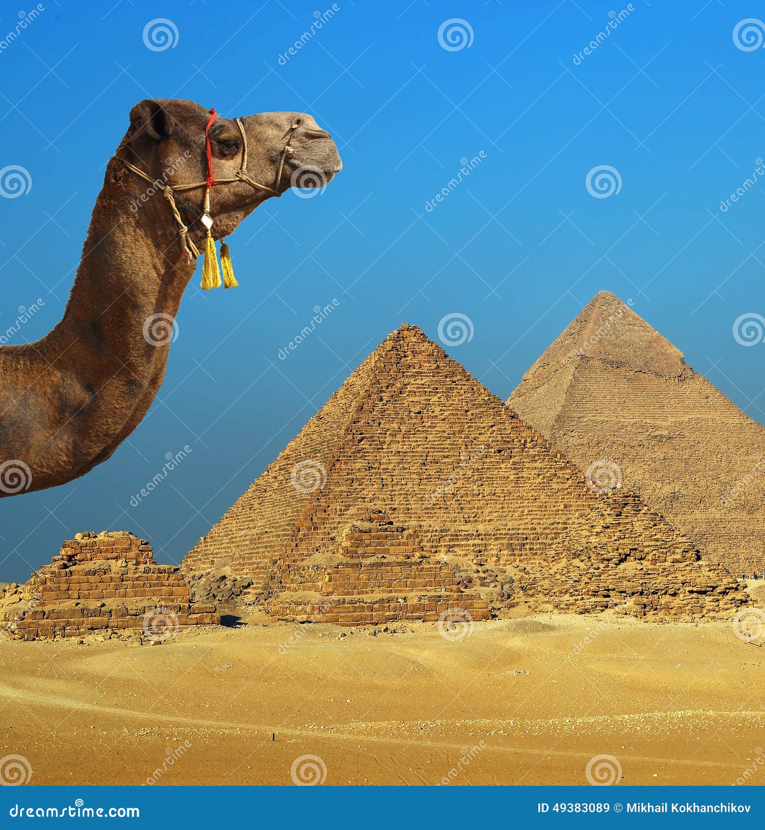 Camel in Front of Pyramid in Egypt Stock Image - Image of great ...