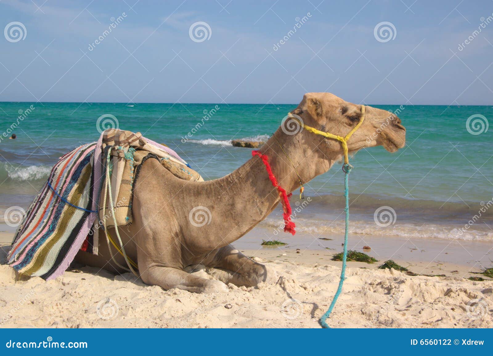 Camel on front of sea stock photo. Image of adventure - 6560122