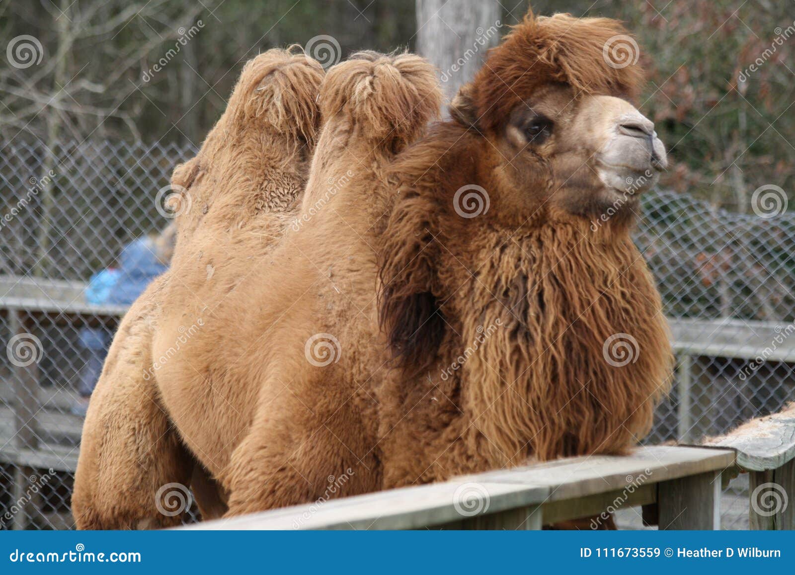 Camel stock image. Image of camel, mammal, richmond - 111673559