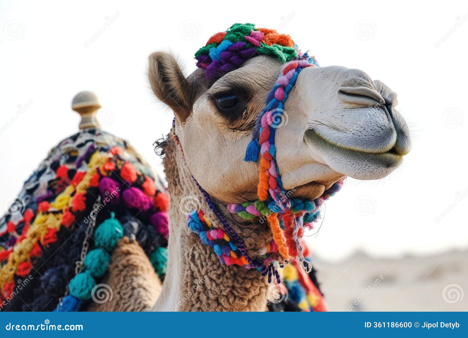 Camel In Front Of Pyramids Royalty-Free Stock Photography ...