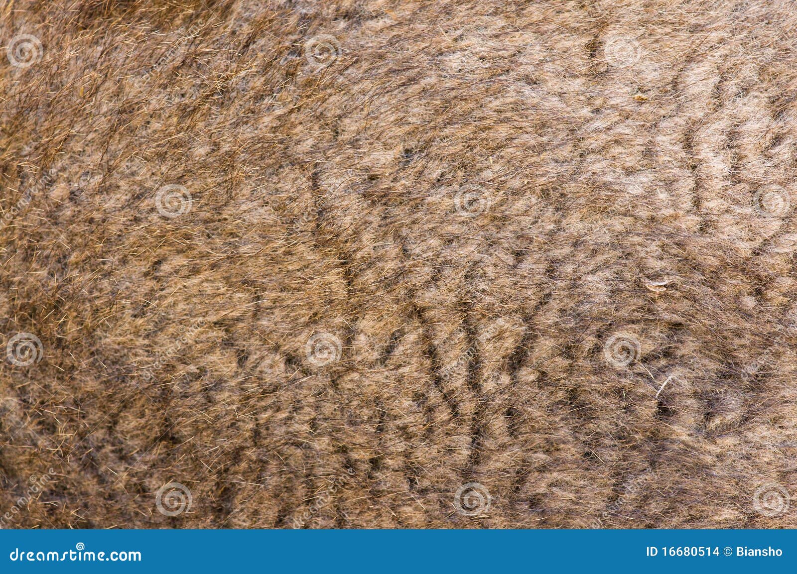 Camel fur stock photo. Image of close, abstract, wallpaper - 16680514