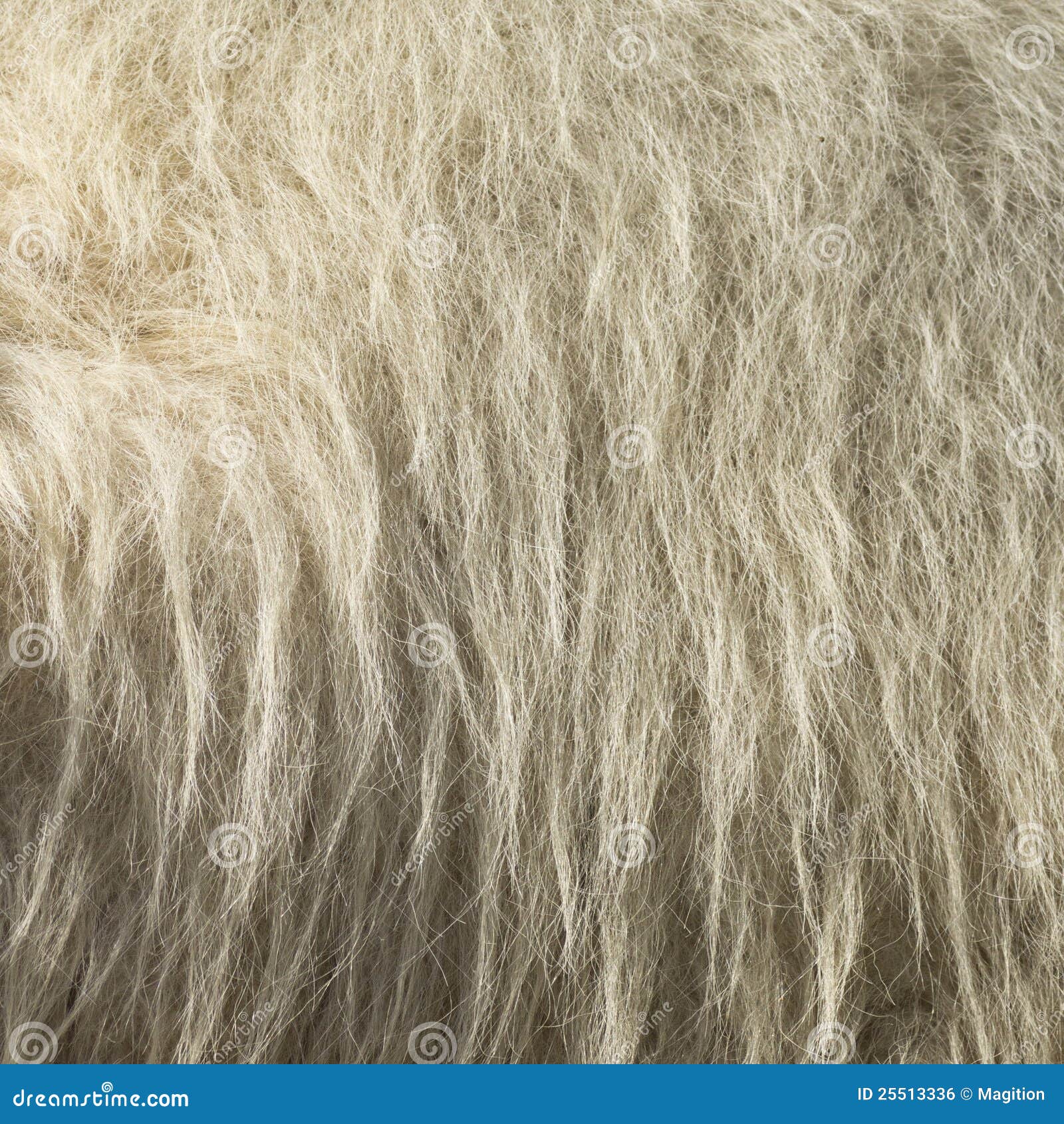 Camel fur stock photo. Image of brown, orange, curious - 25513336